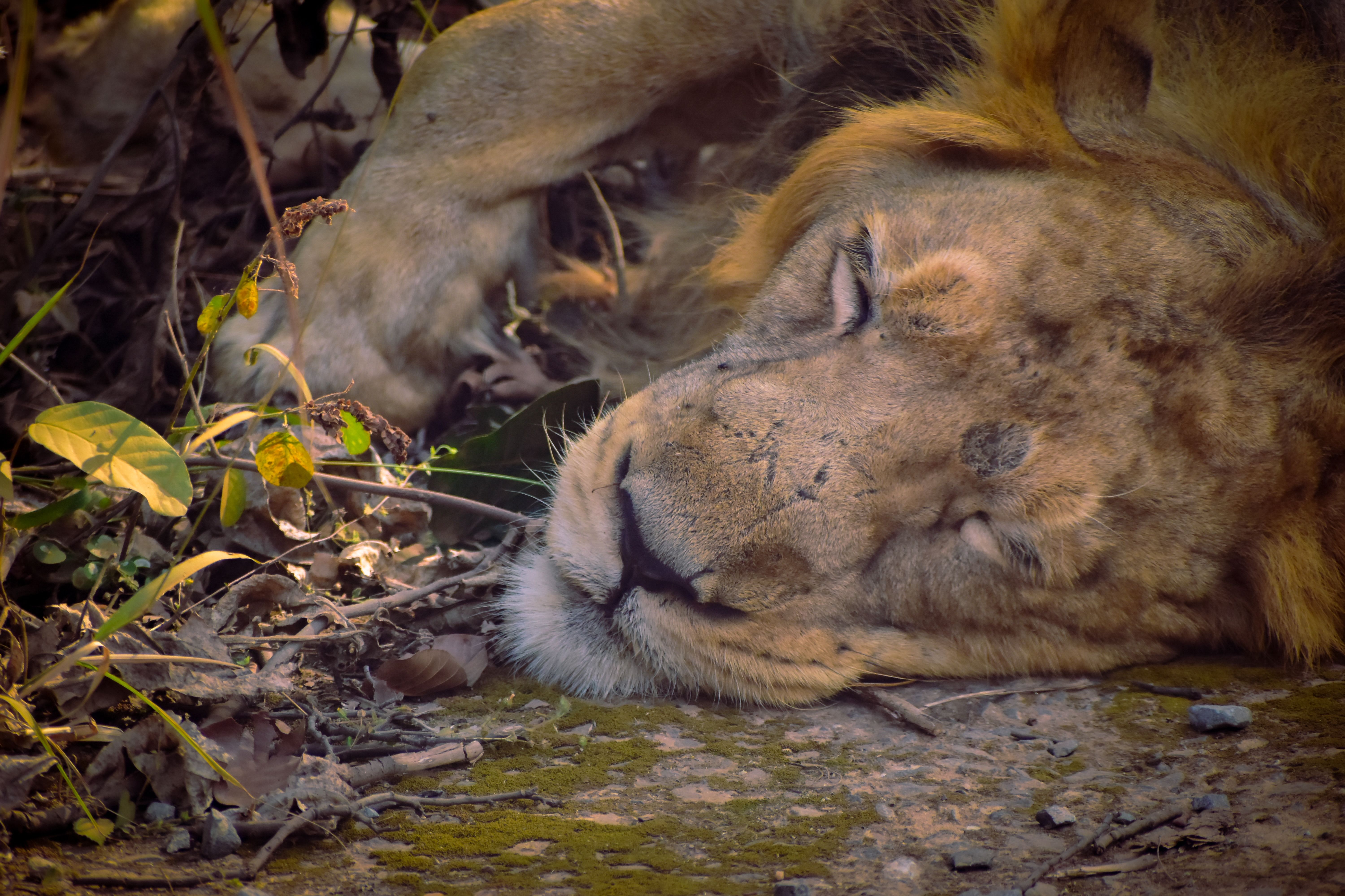 Serene Sleeping Lion in Natural Habitat · Free Stock Photo