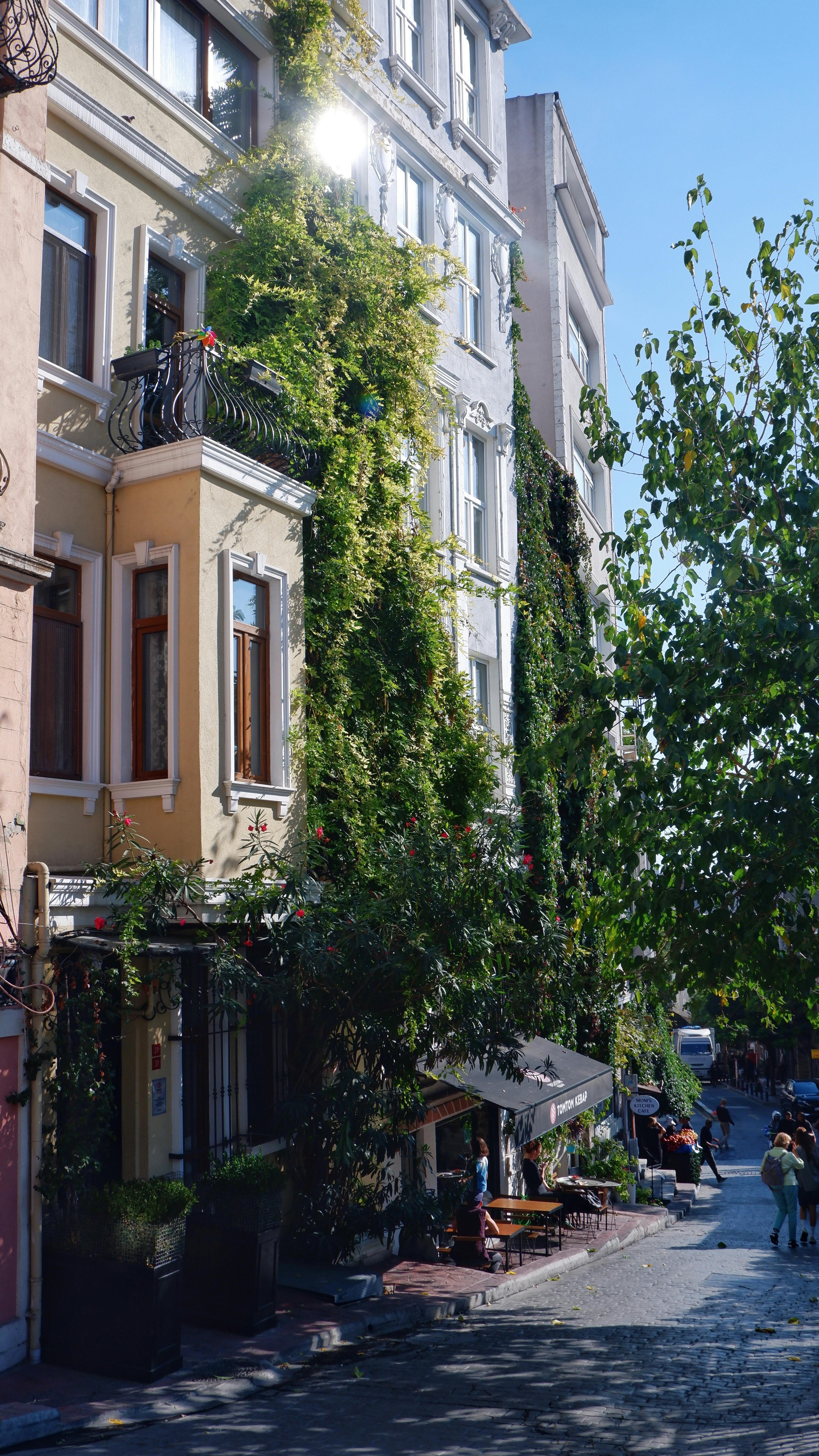 Vine Alemanya Photos, Download The BEST Free Vine Alemanya Stock Photos ...