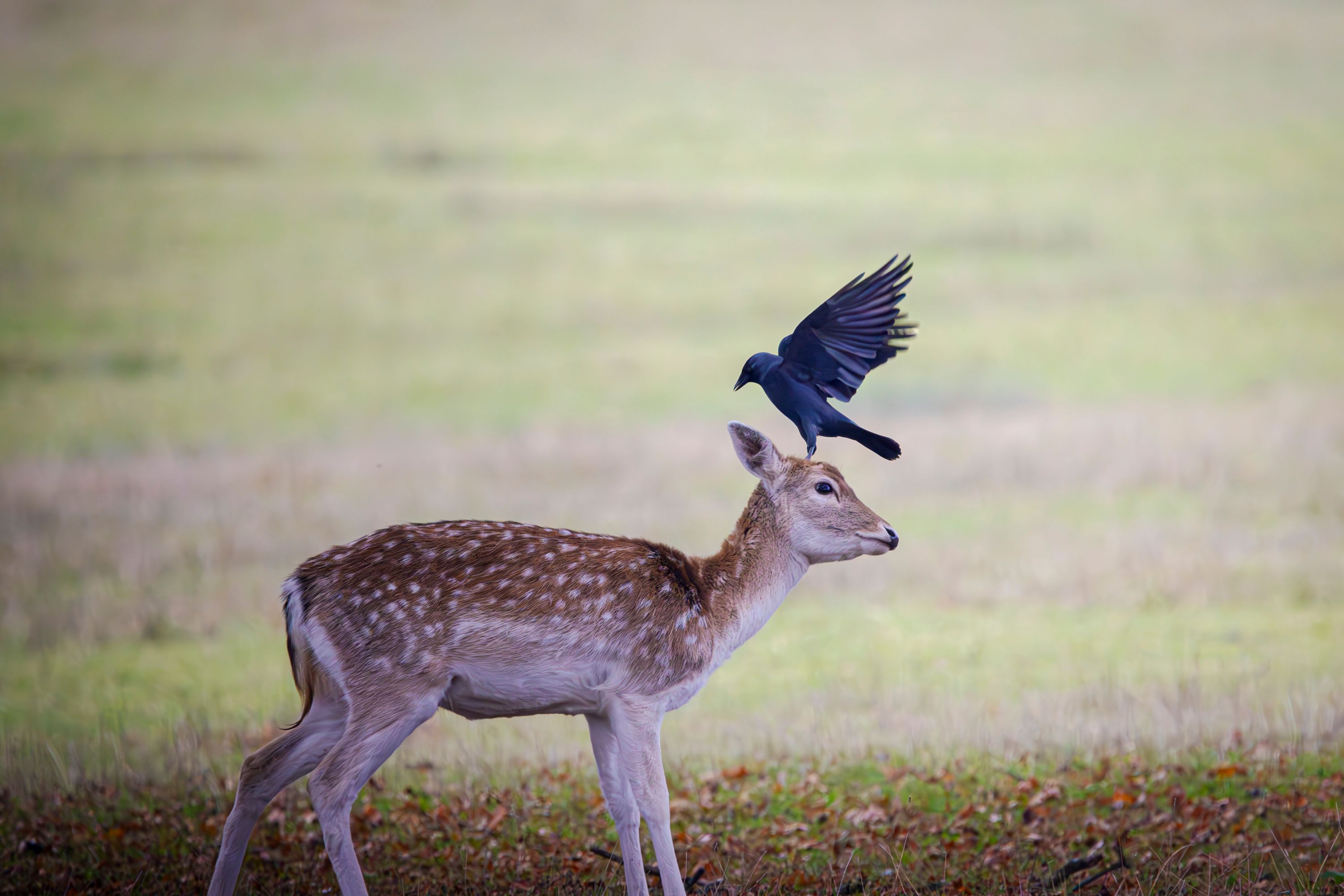Deer and Crow in Natural Setting Outdoors · Free Stock Photo