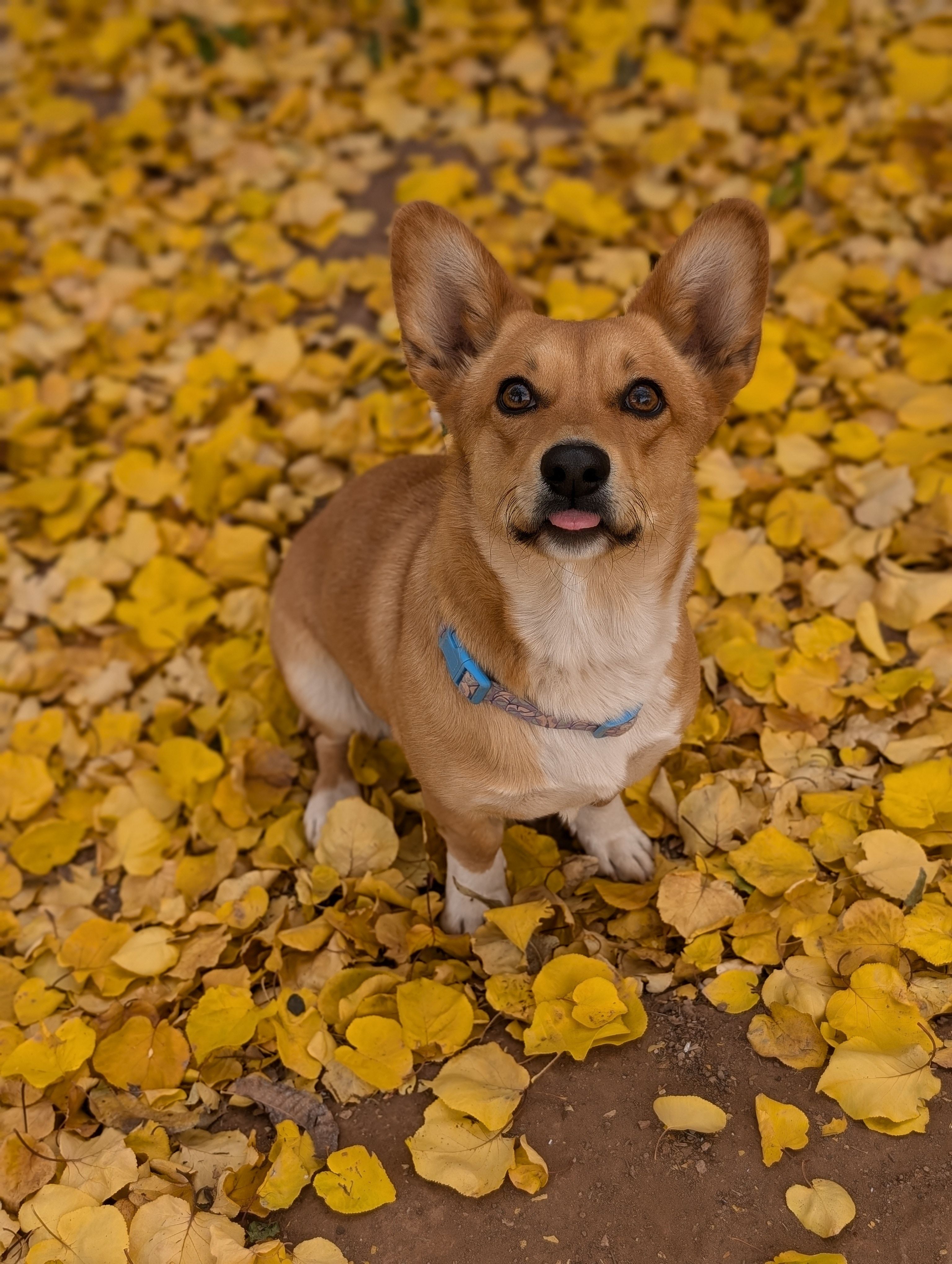 Corgi in Autumn Leaves - Playful Pet Portrait · Free Stock Photo