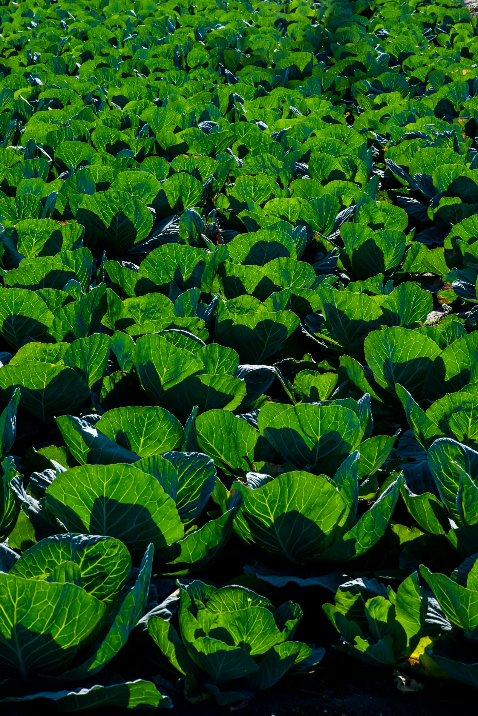 Cabbage Patch Photos, Download The BEST Free Cabbage Patch Stock Photos ...