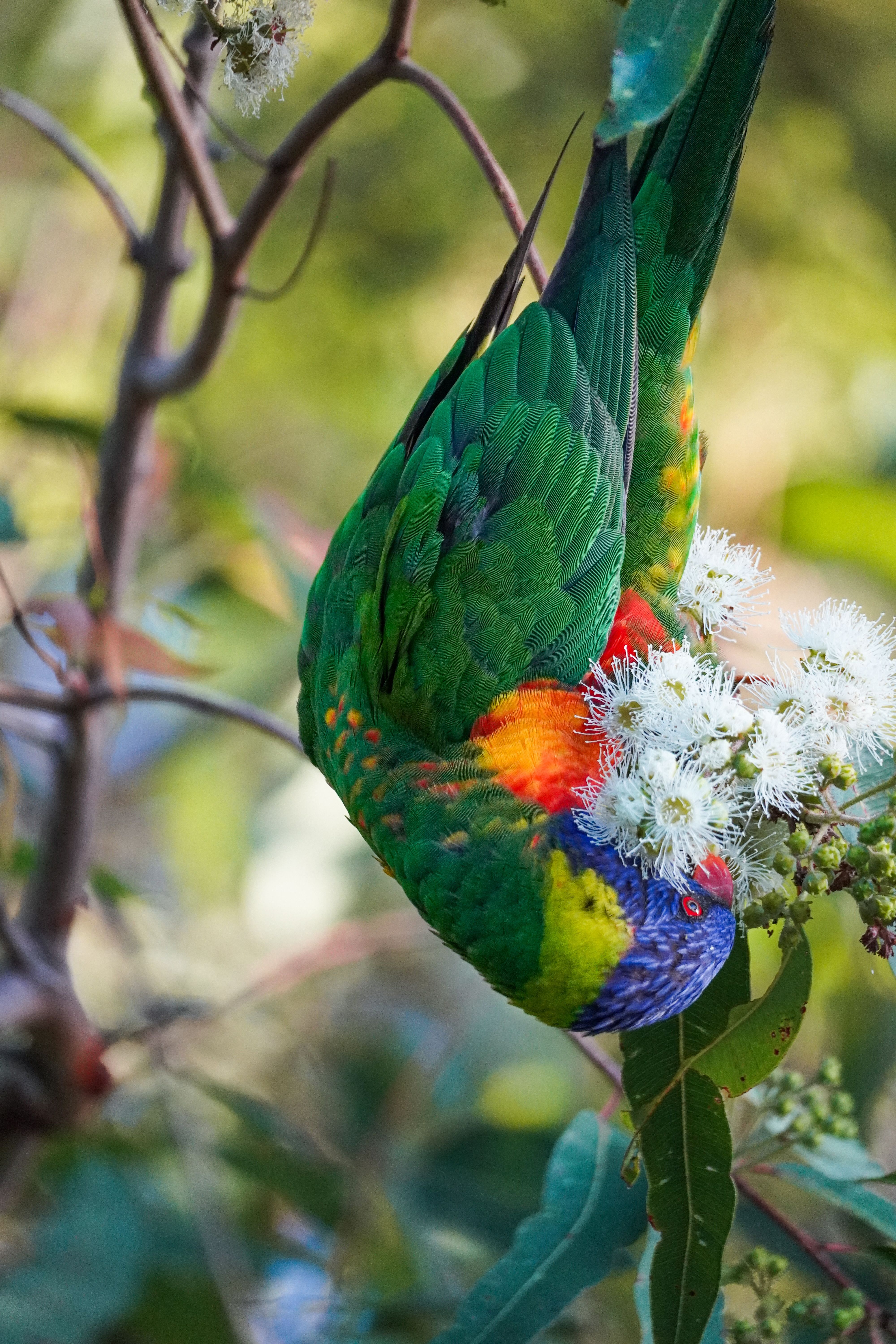 Colorful Lorikeet Feeding on Blossoms in Nature · Free Stock Photo
