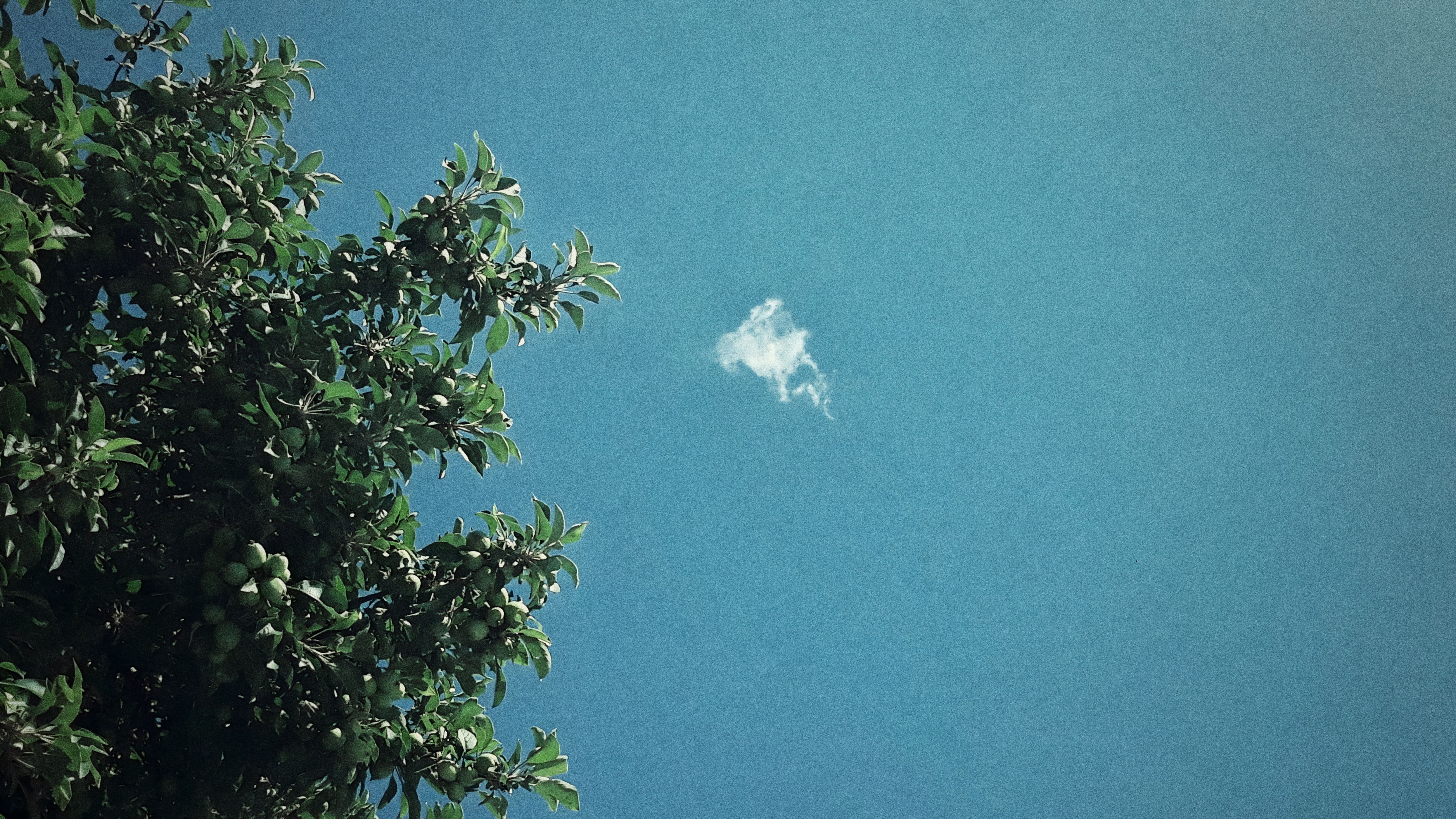 Lone Cloud Over Green Foliage Against Blue Sky · Free Stock Photo