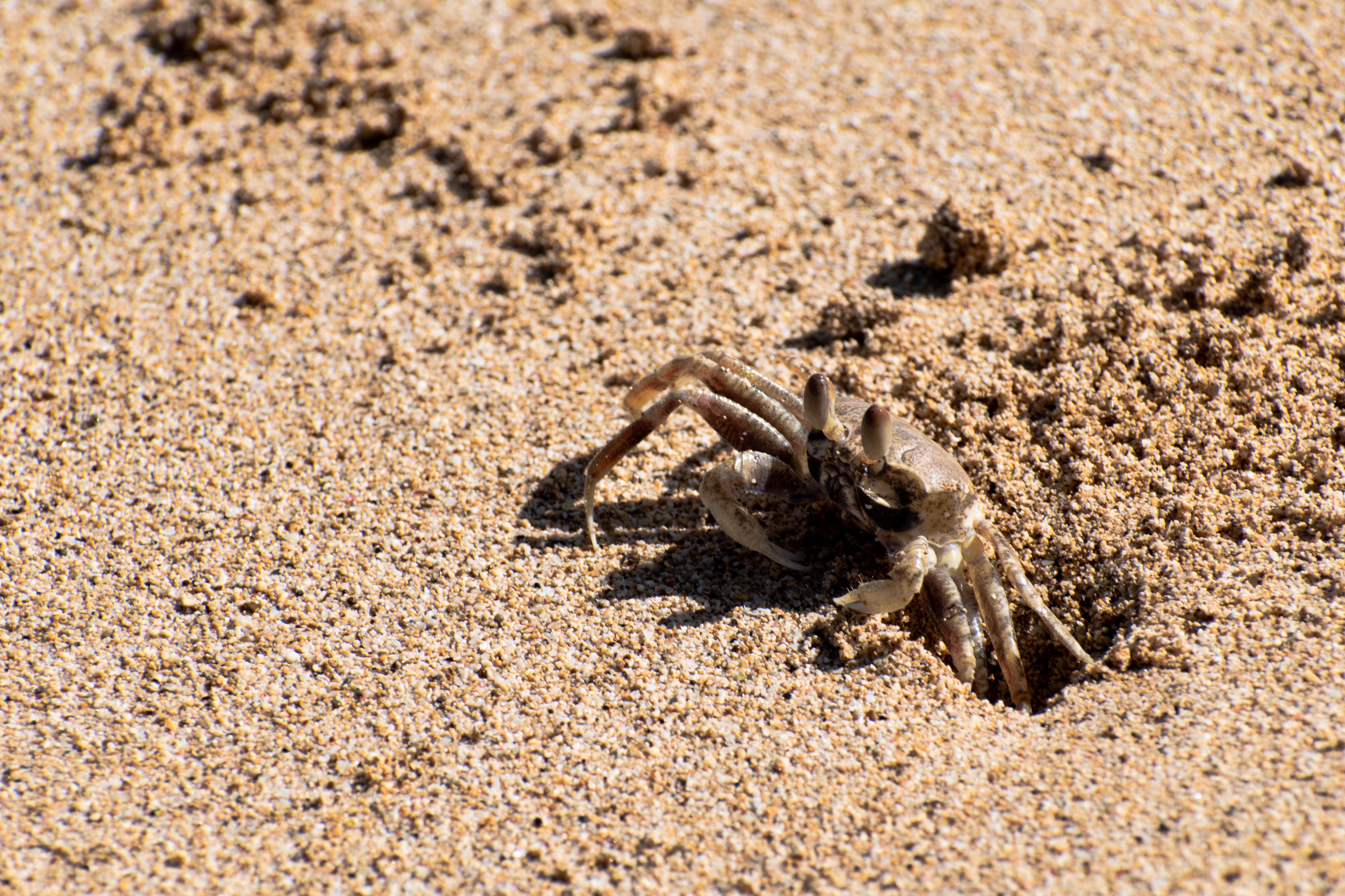 Crab Emerging from Sandy Beach Burrow · Free Stock Photo