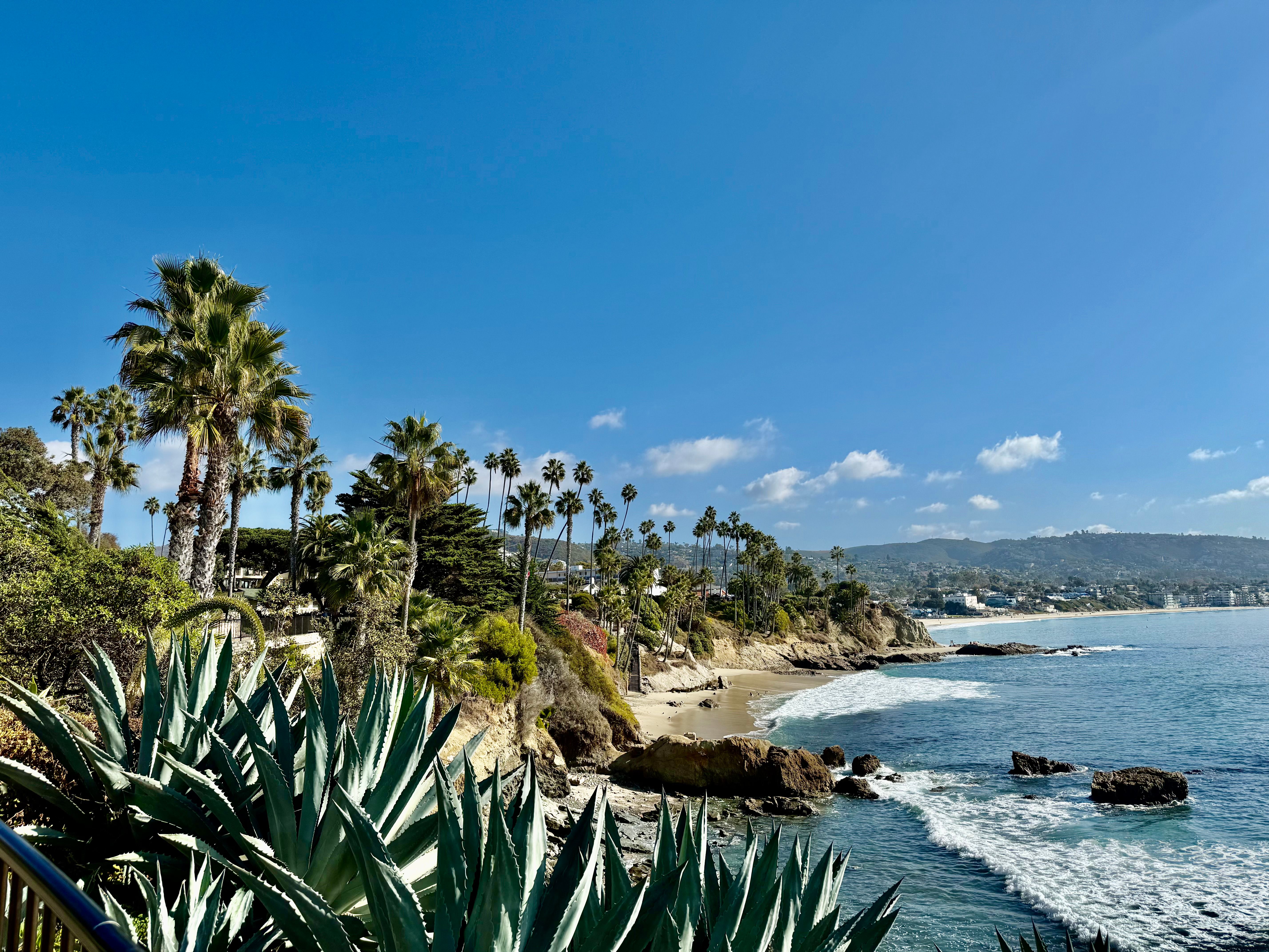 Sunny Laguna Beach Coastline with Palm Trees · Free Stock Photo