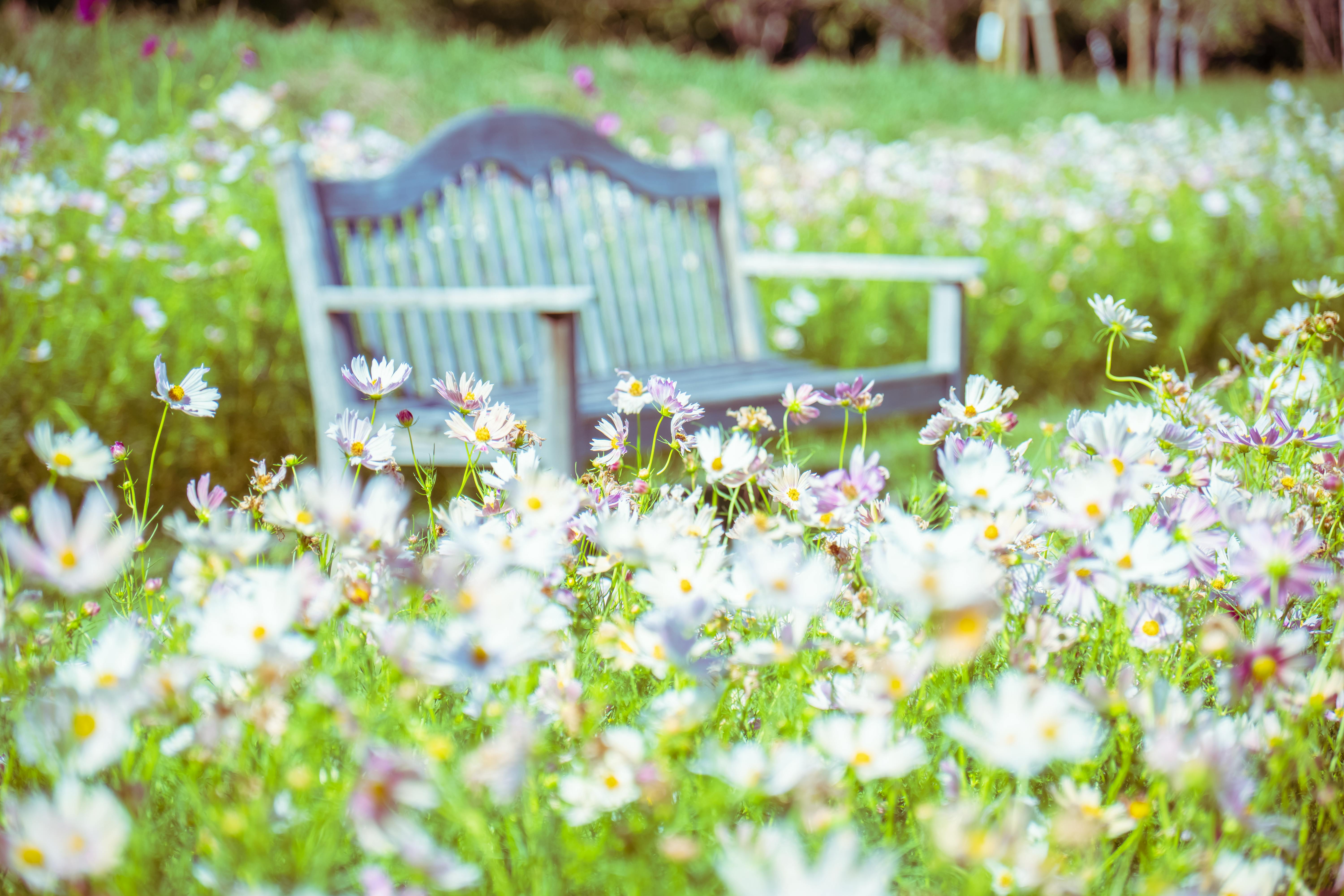 Serene Park Bench Amid Wildflower Blossoms · Free Stock Photo