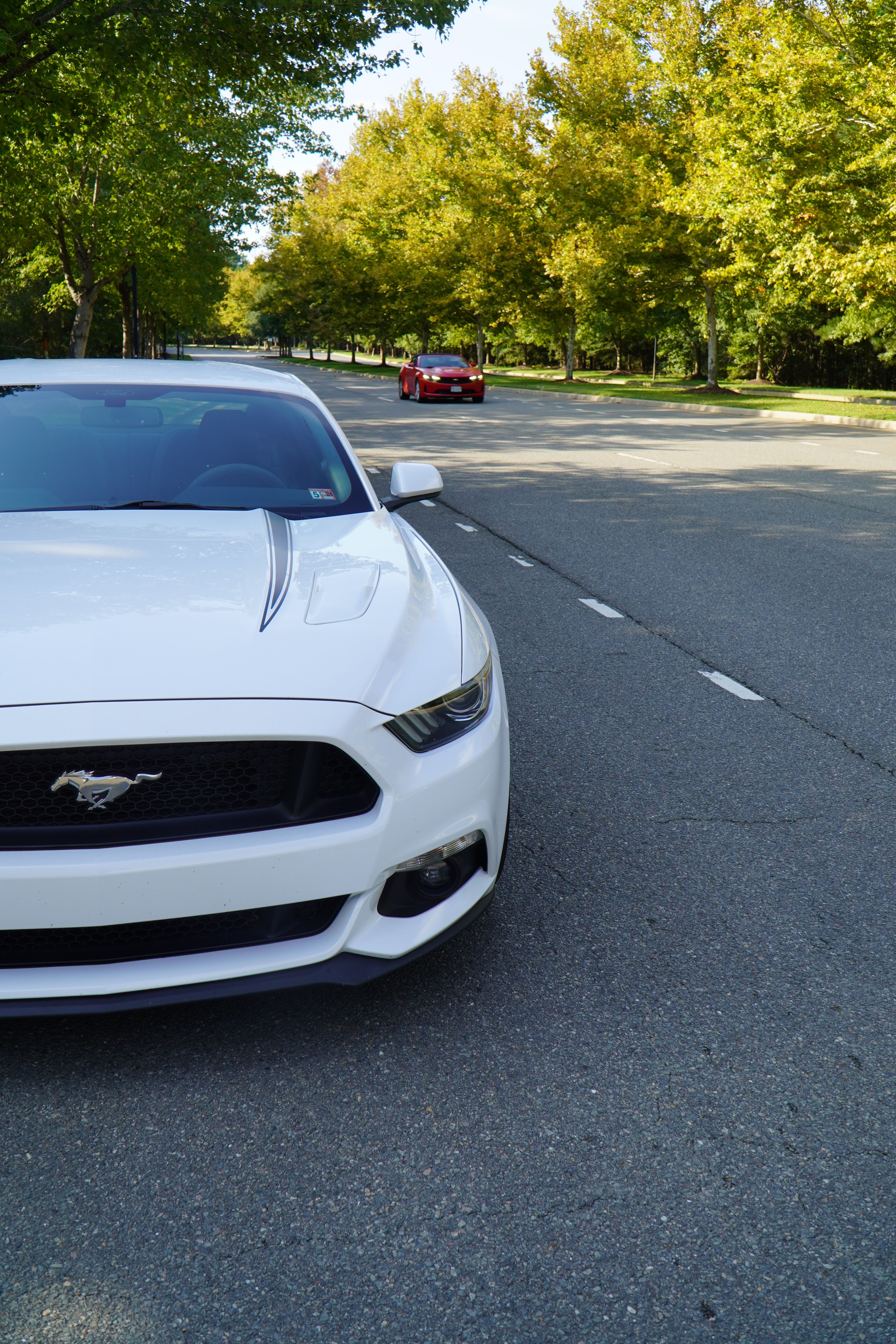 A Ford Mustang GT Parked on the Side of a Street with Palm Trees · Free ...