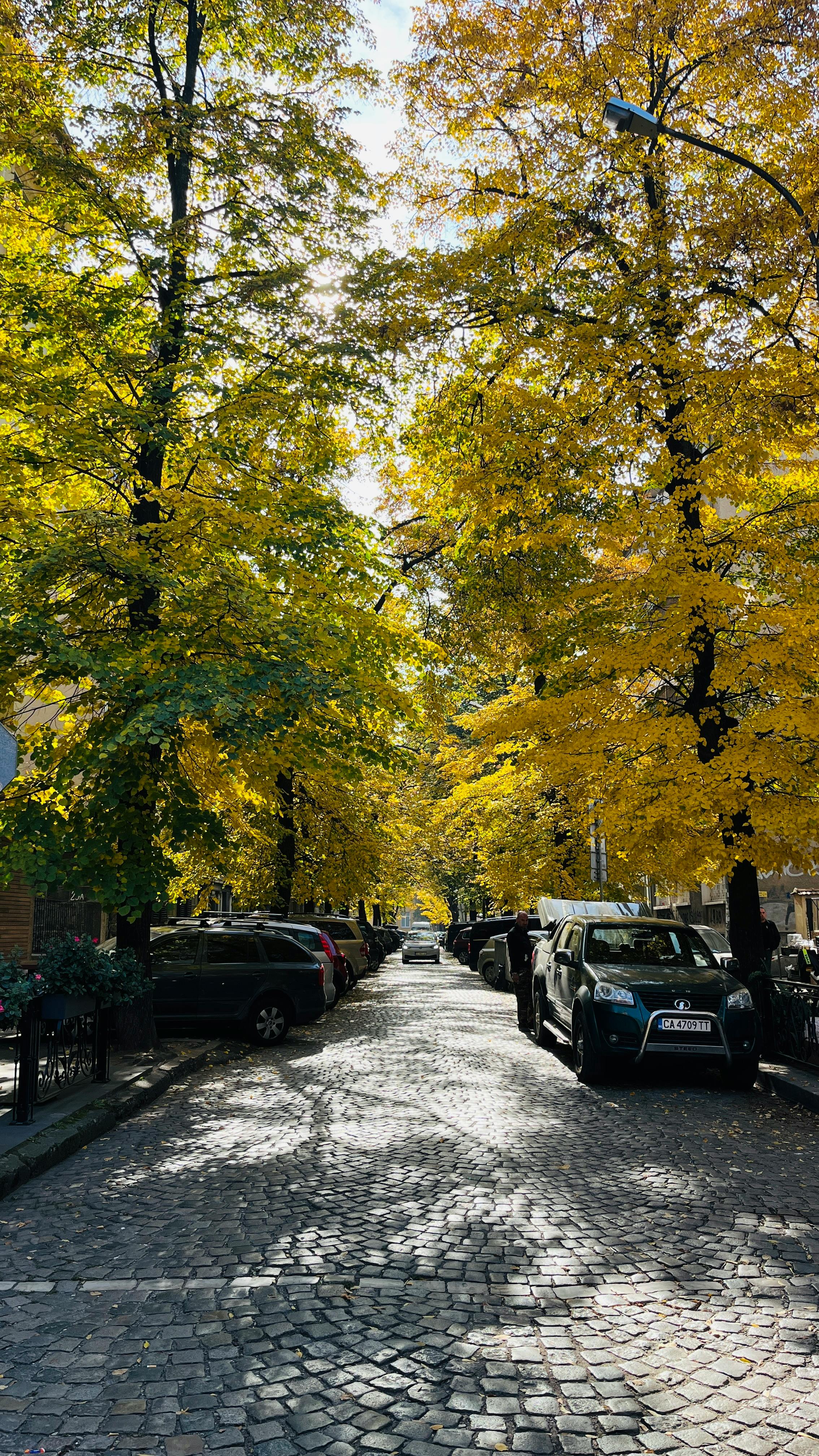 Scenic Cobblestone Street with Autumn Trees · Free Stock Photo