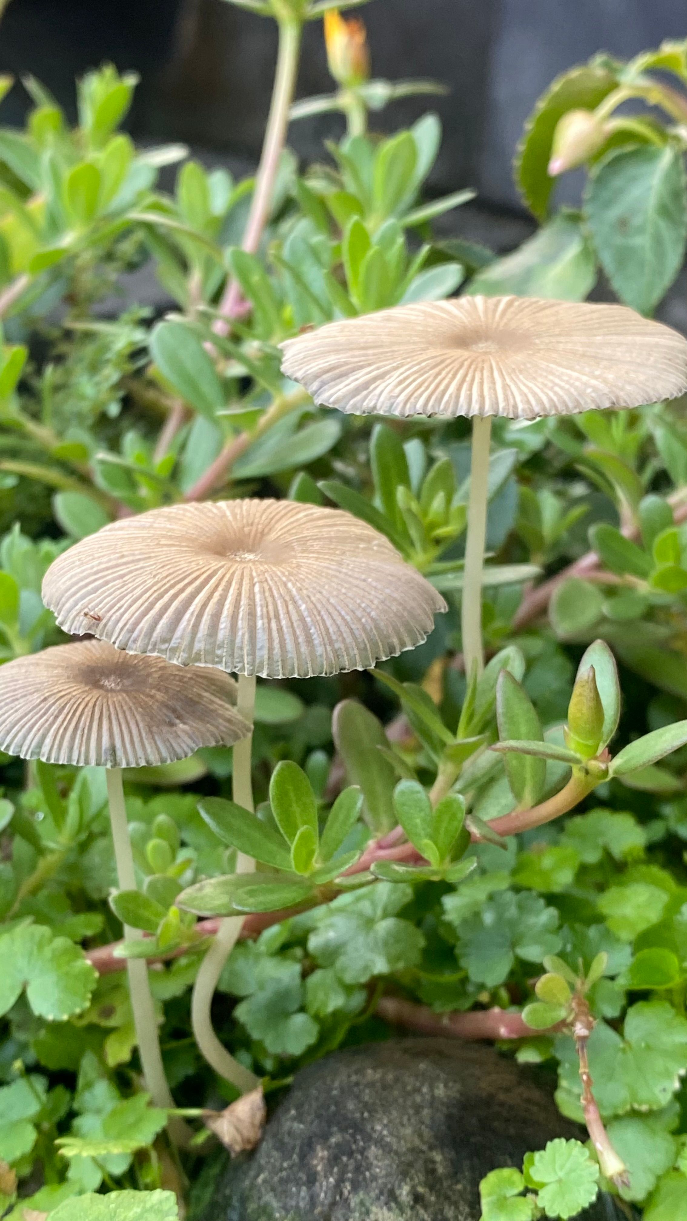 Delicate Mushrooms Among Lush Greenery in Bali · Free Stock Photo