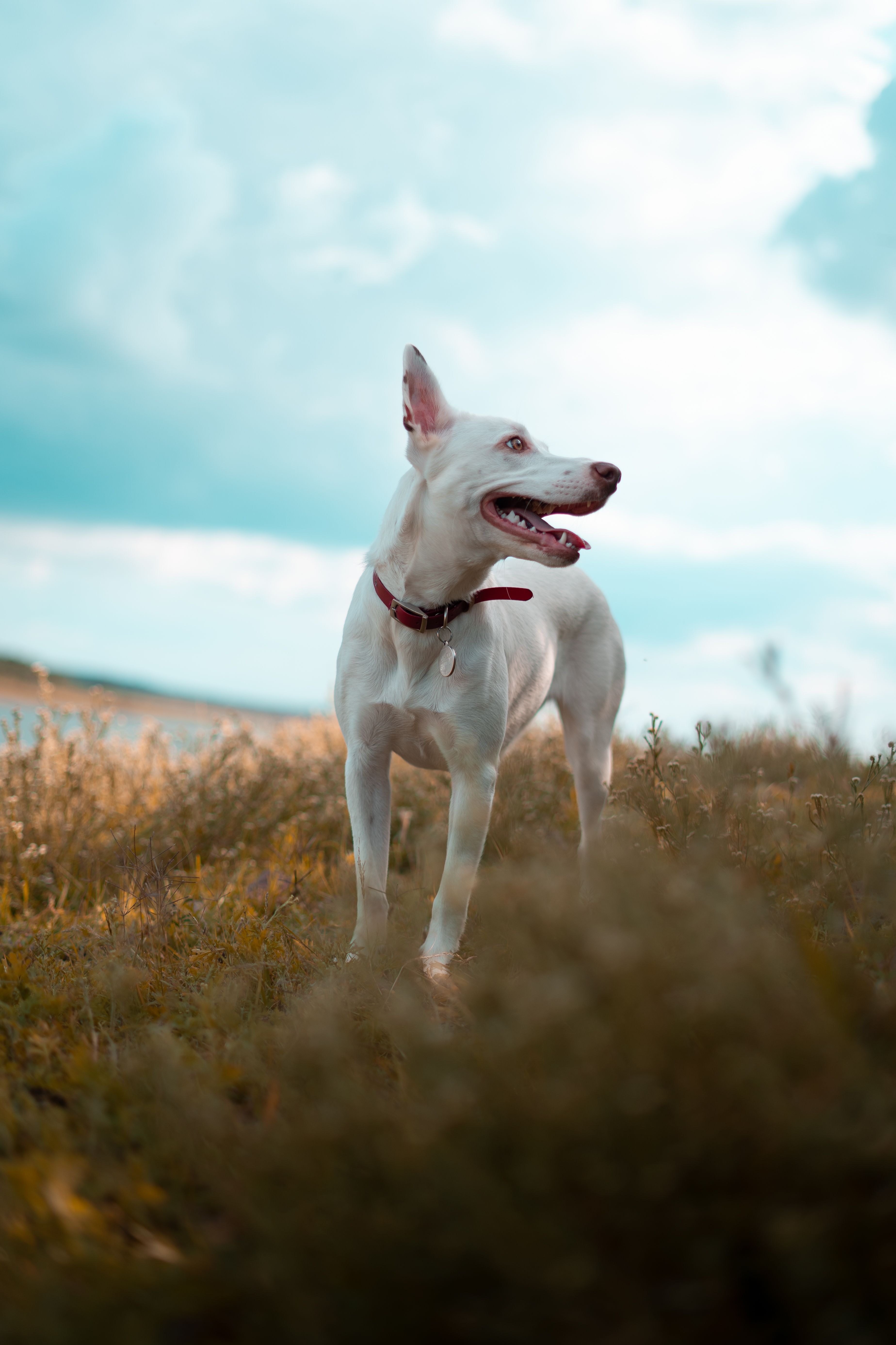 Exploring Pet Photos, Download The BEST Free Exploring Pet Stock Photos ...
