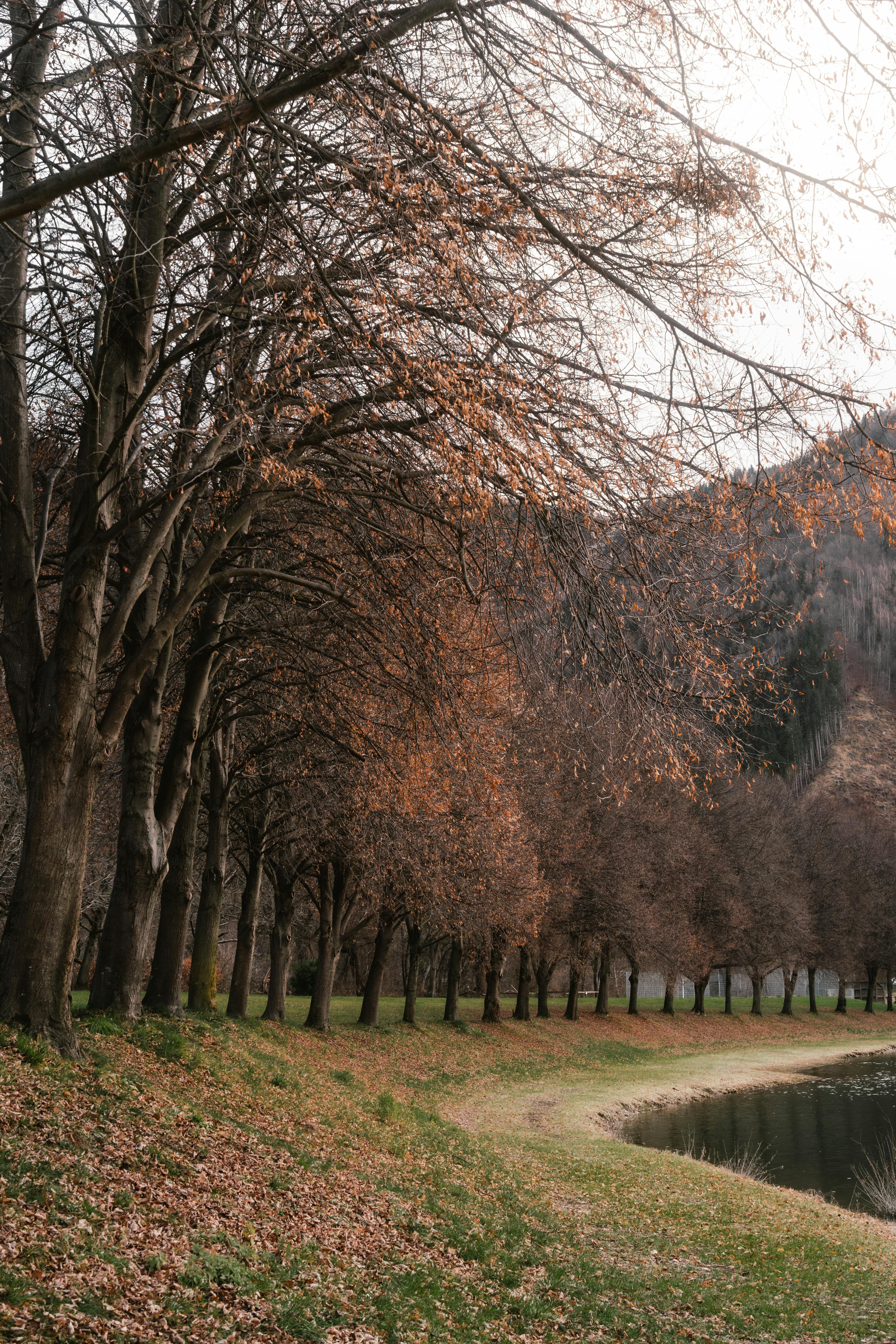 50,000+张最精彩的“4k Wallpaper Aas”图片 · 100%免费下载 · Pexels素材图片