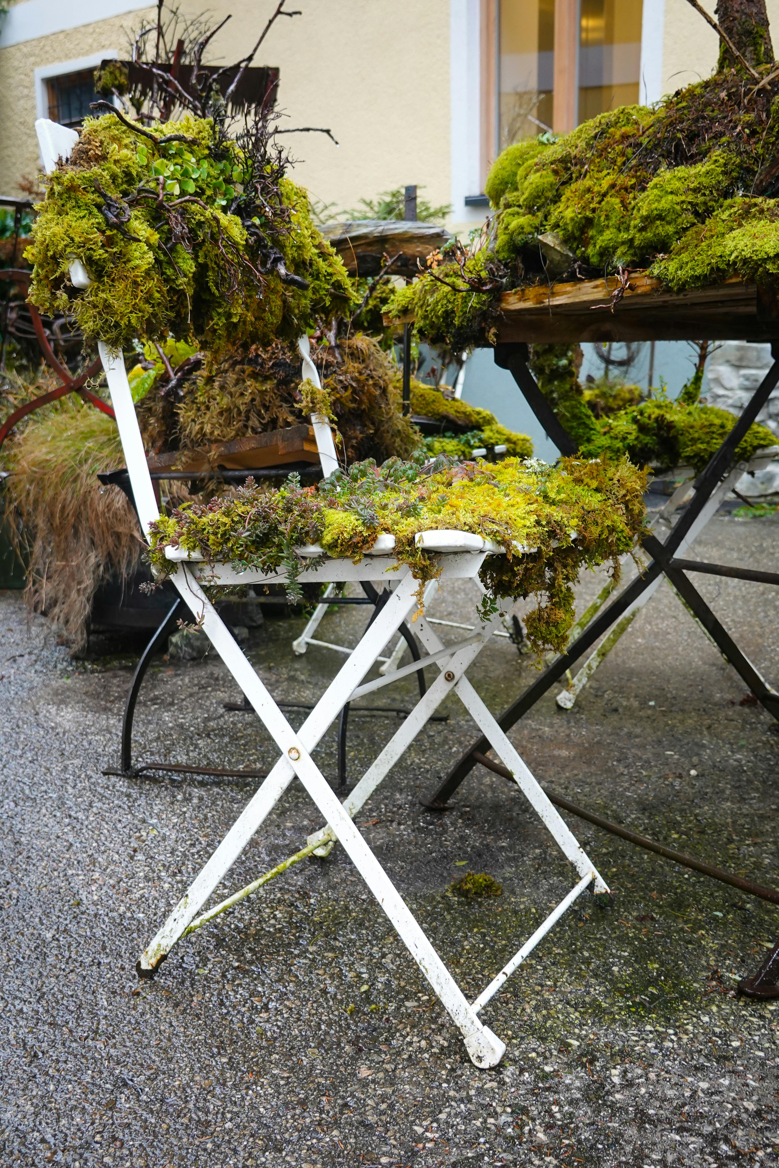 Rustic Moss-Covered Outdoor Furniture Scene · Free Stock Photo