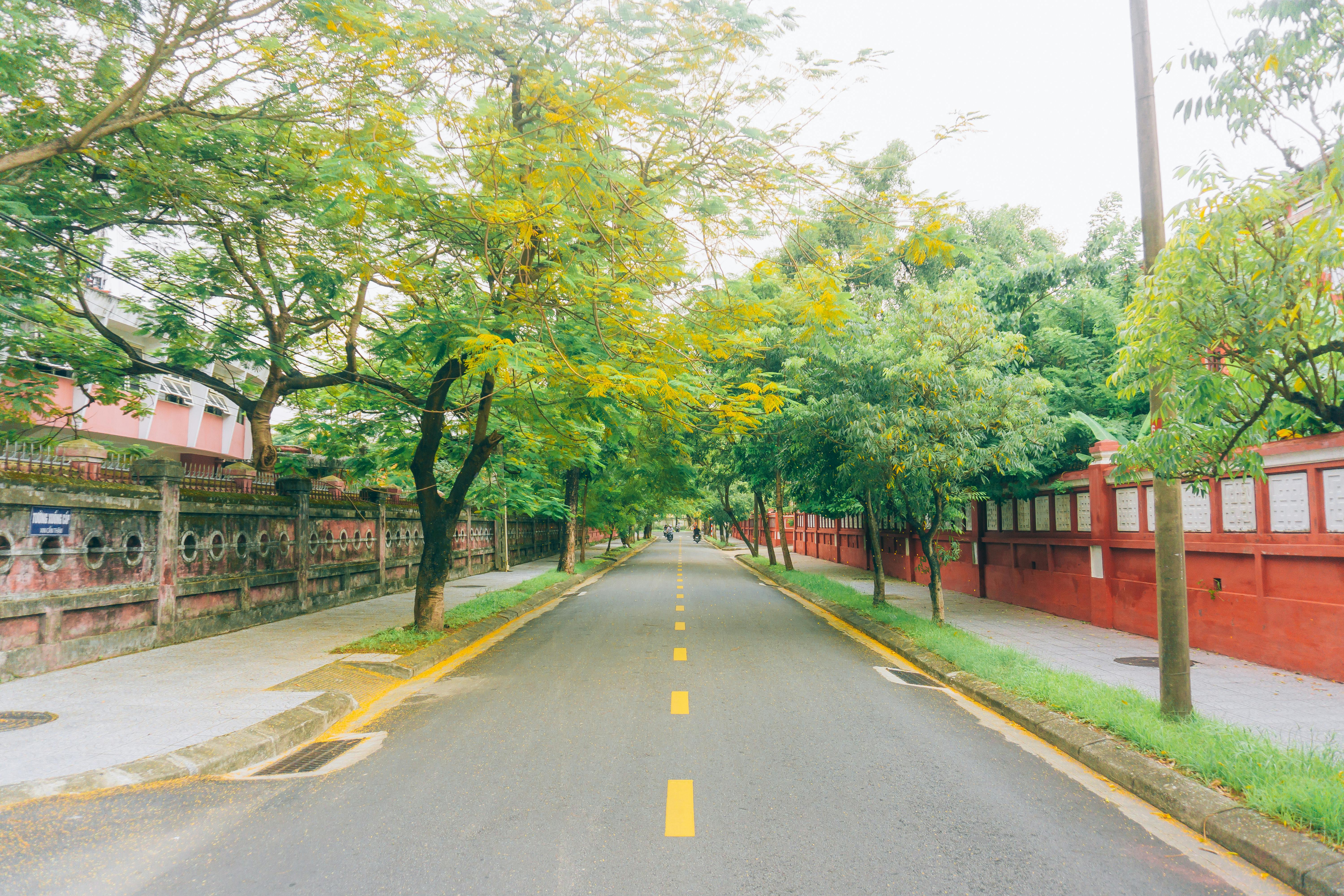 Scenic Tree-Lined Urban Street in Summer · Free Stock Photo