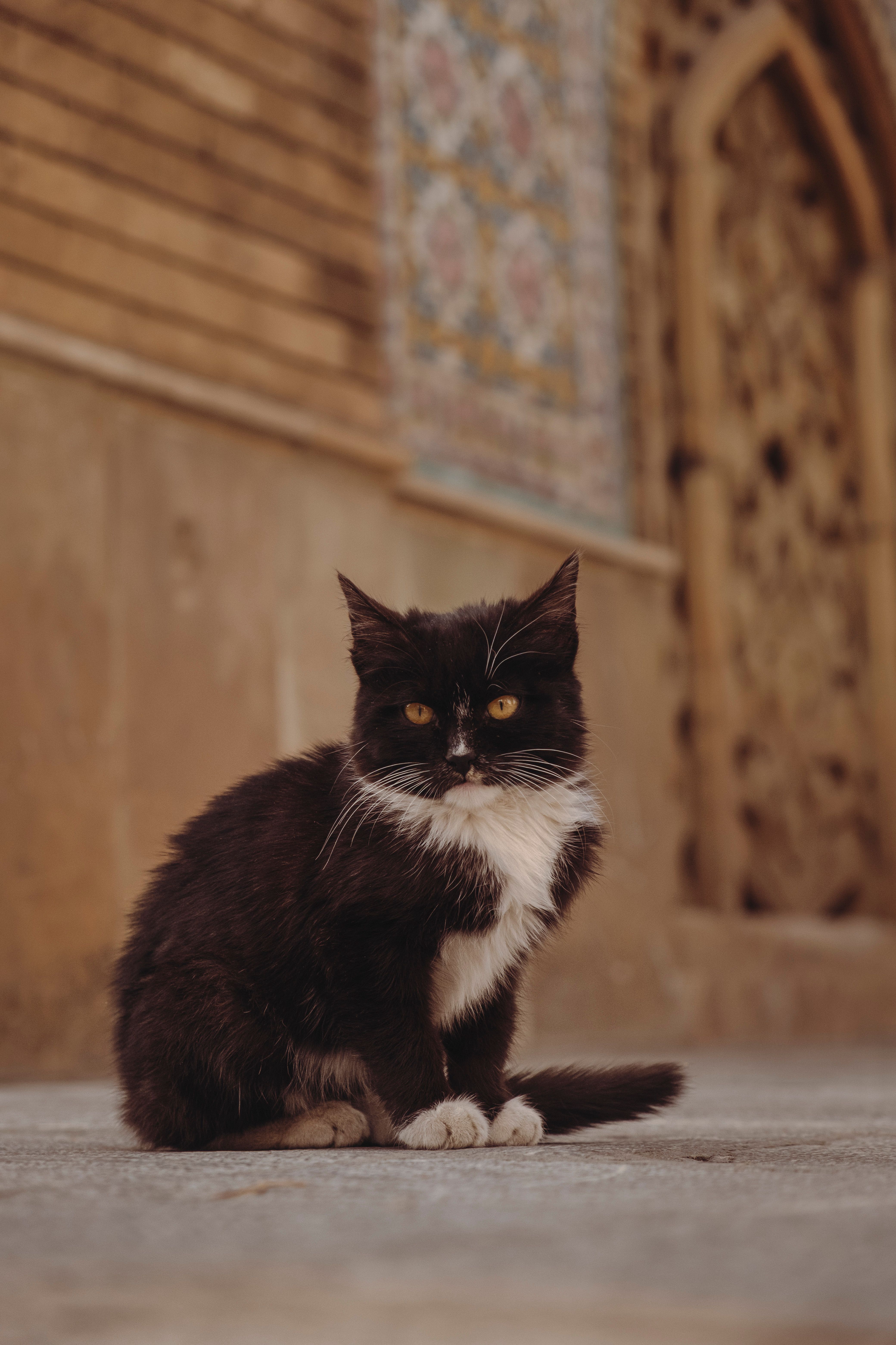 Black and White Cat in Historical Tehran Setting · Free Stock Photo