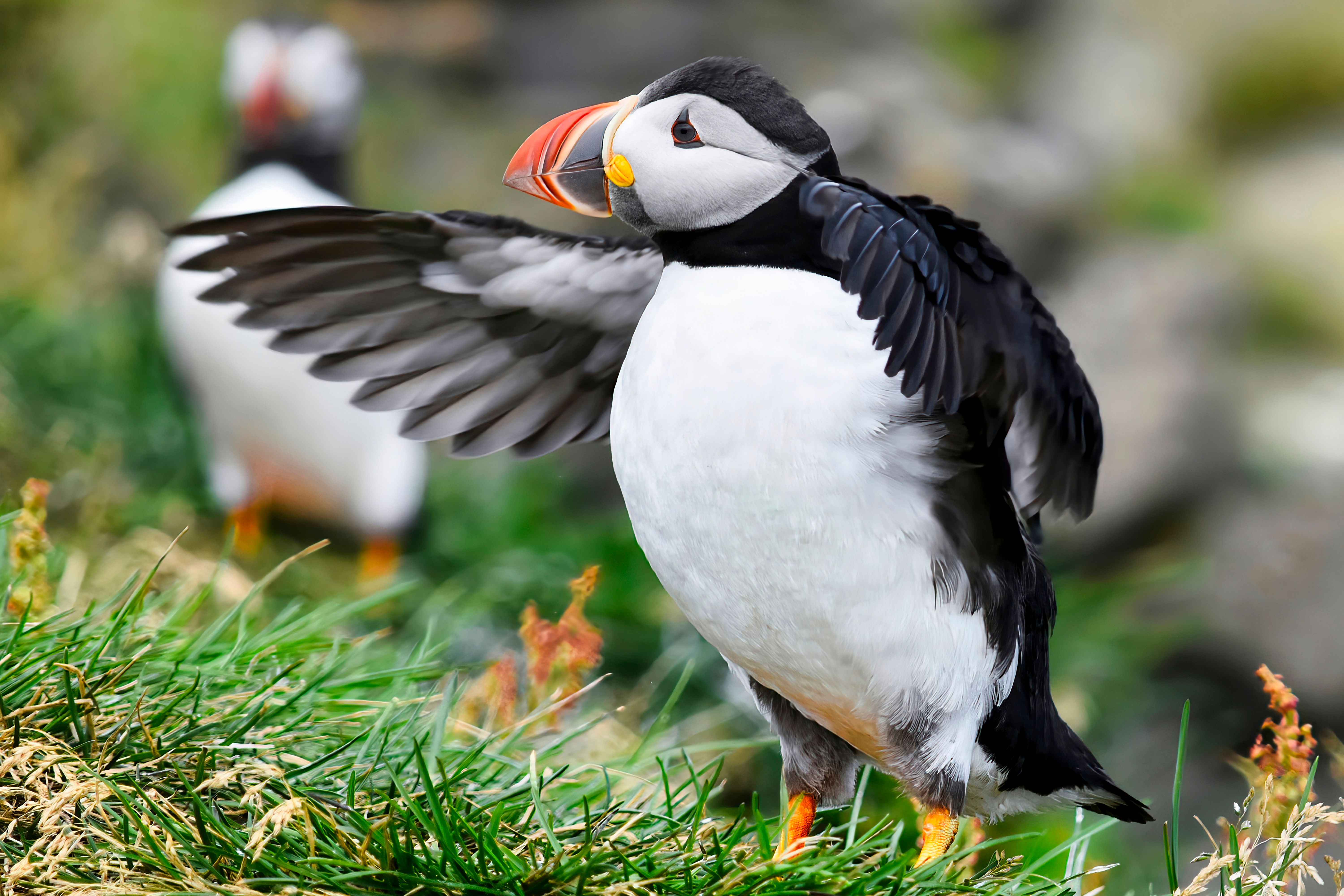 Atlantic Puffin Spreads Wings on Icelandic Shore · Free Stock Photo