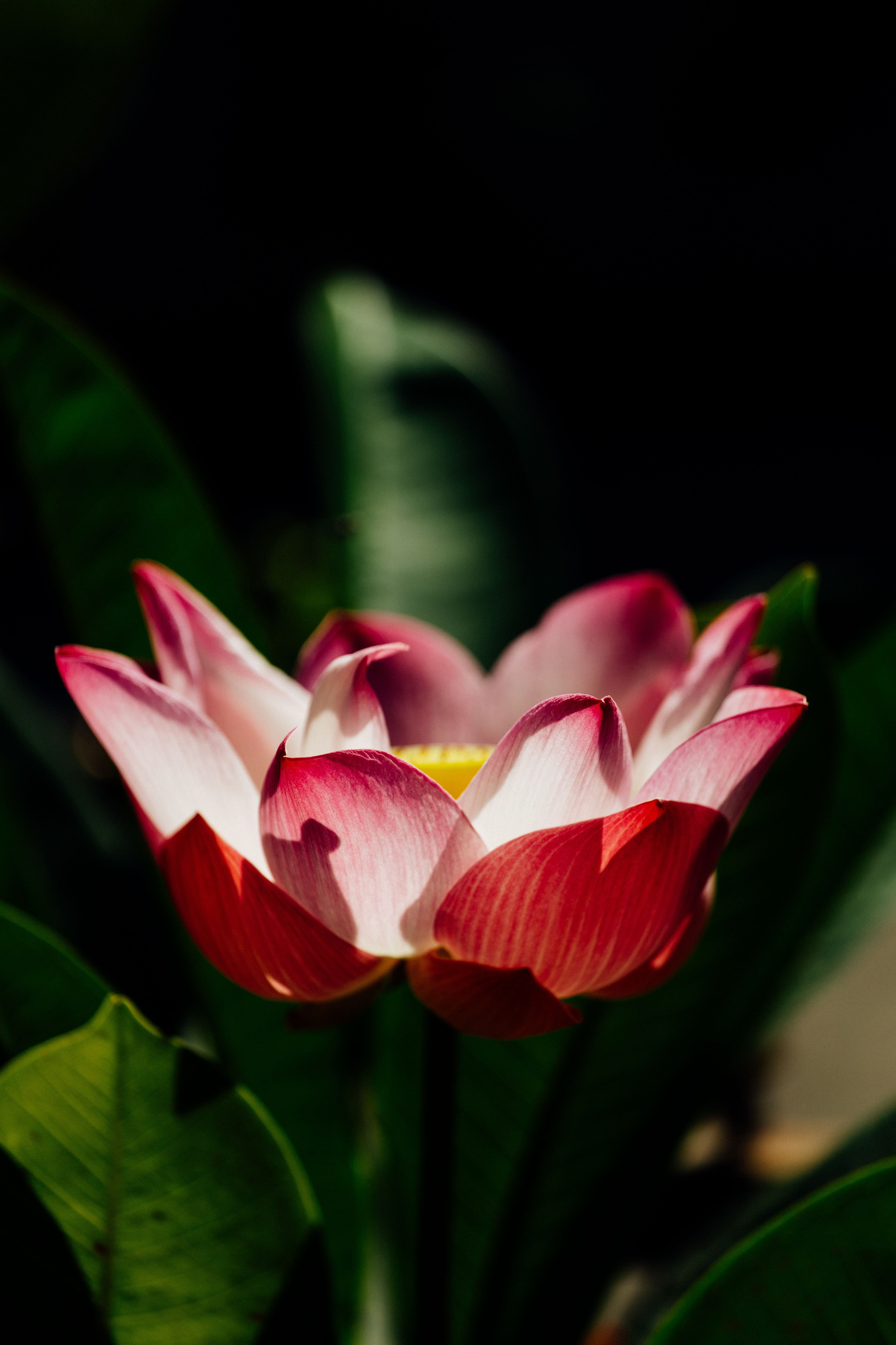 Vibrant Pink Lotus Flower in Natural Light · Free Stock Photo