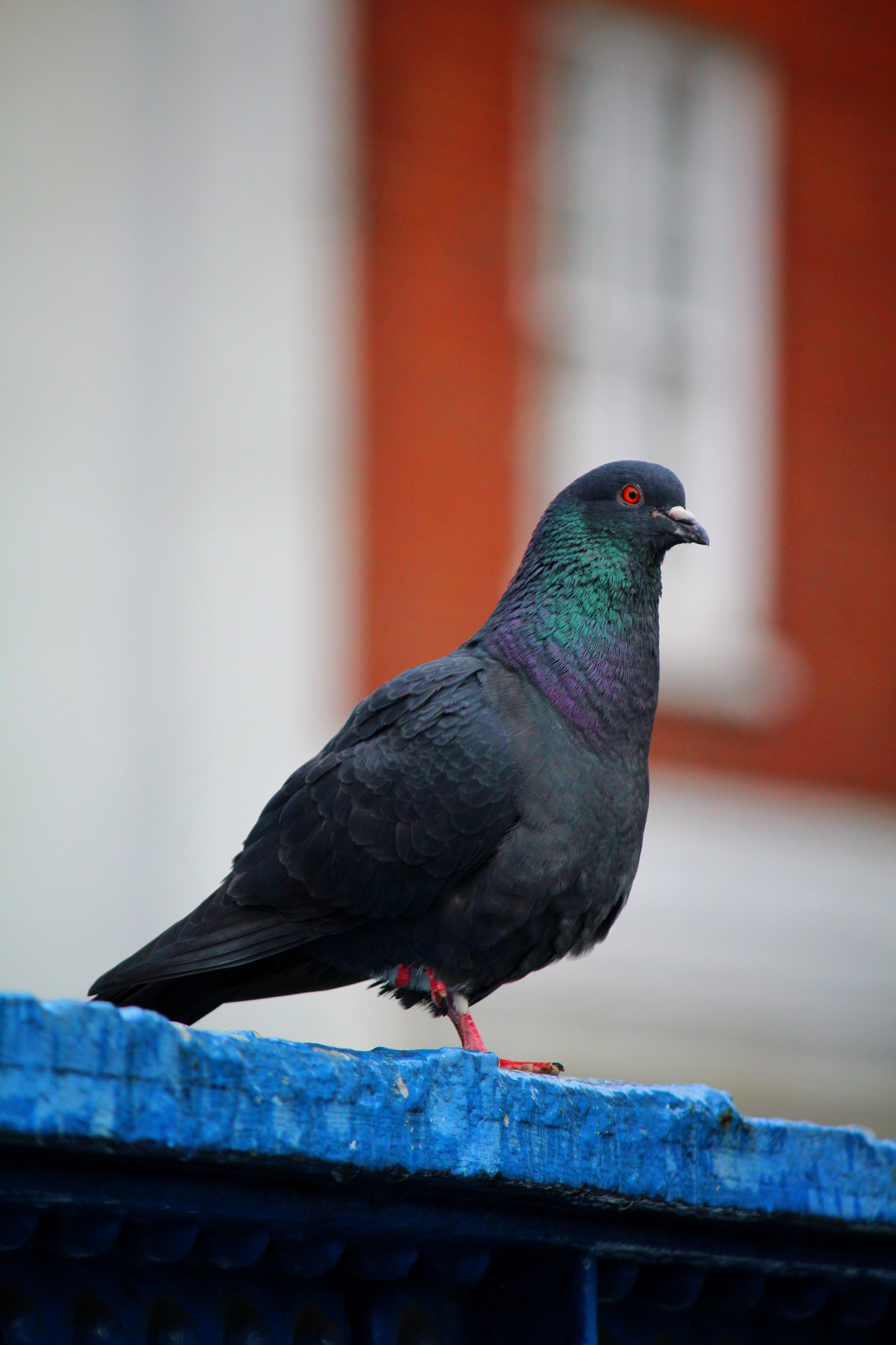 Close-up of Feral Pigeon on Urban Structure · Free Stock Photo