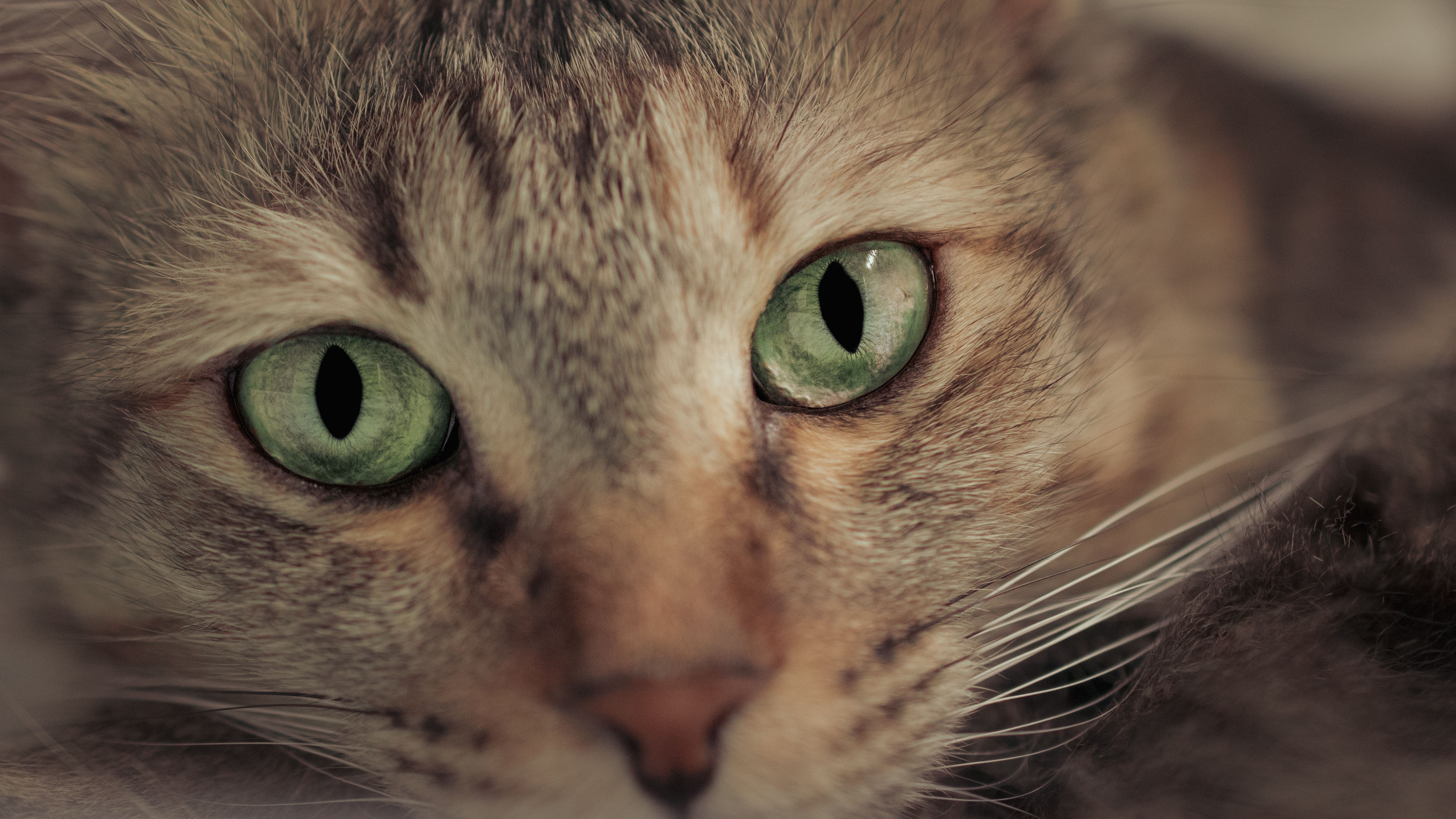 Elevated creatinine in cats—IRIS 2025 CKD interpretation - VetBlood.io