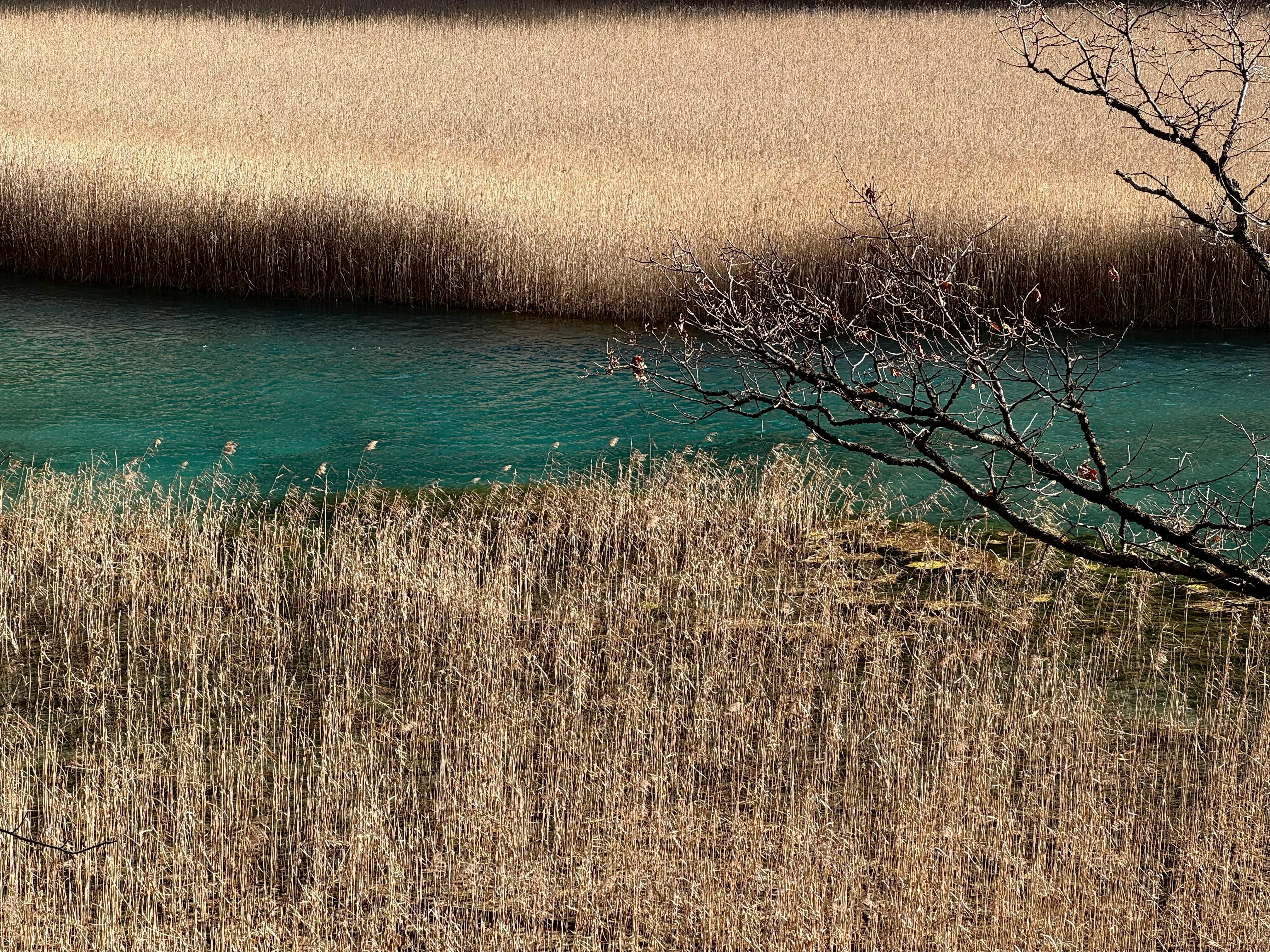 Serene Riverbank with Reeds and Bare Tree Branches · Free Stock Photo