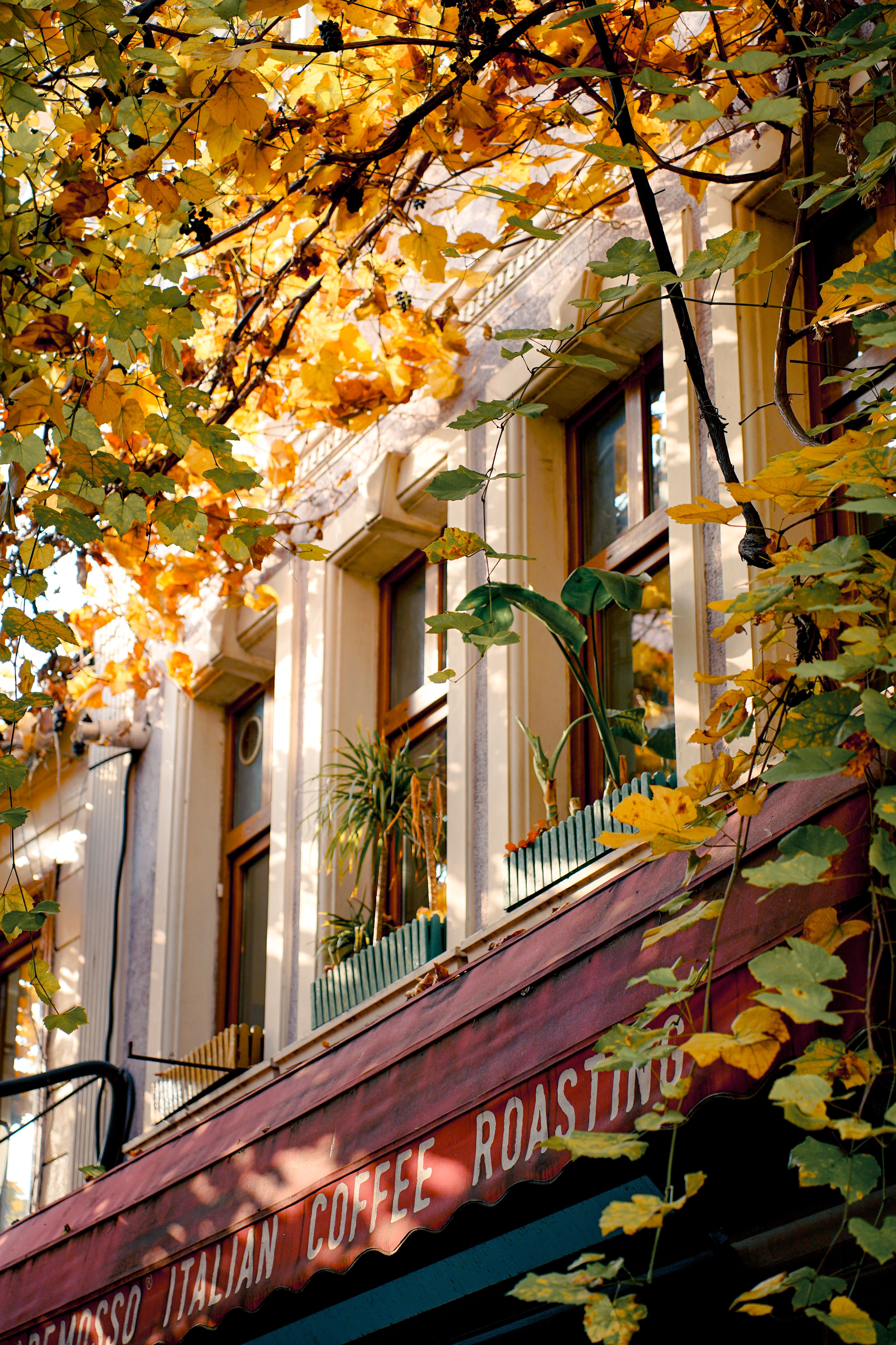 Charming Café Facade with Autumn Leaves · Free Stock Photo