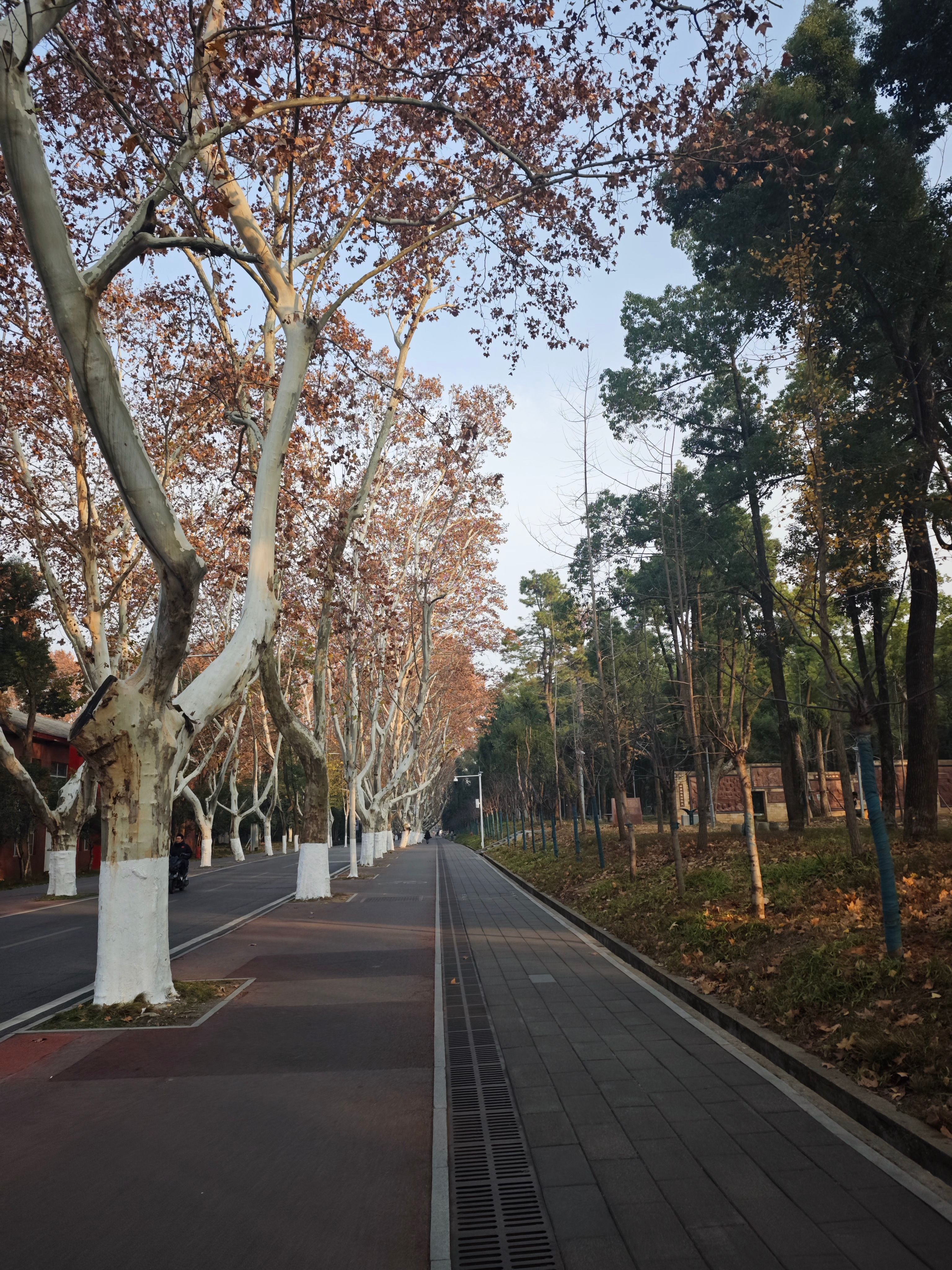 Tree-lined Street in Wuhan During Fall · Free Stock Photo