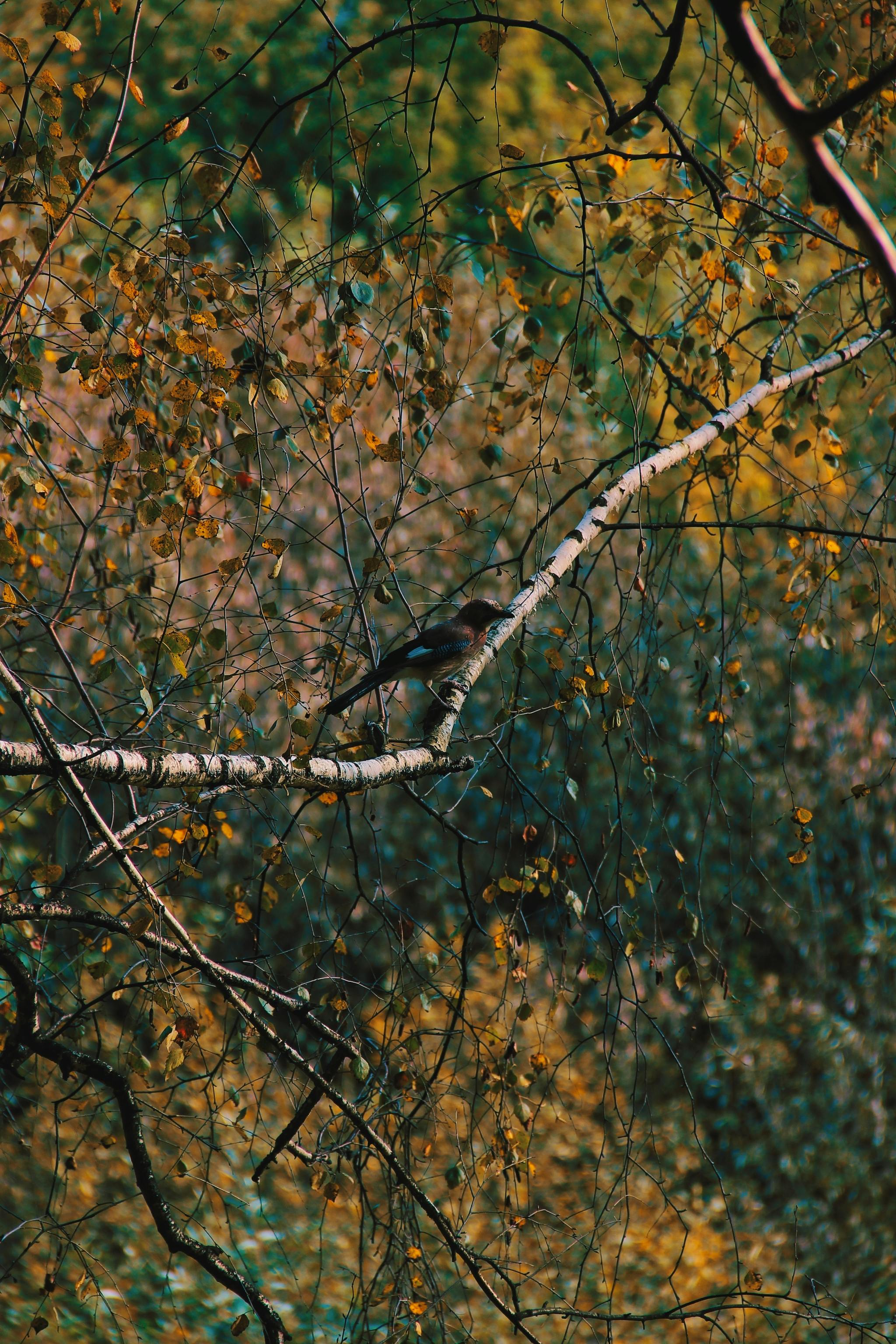 Magpie perched on a birch branch in autumn forest · Free Stock Photo