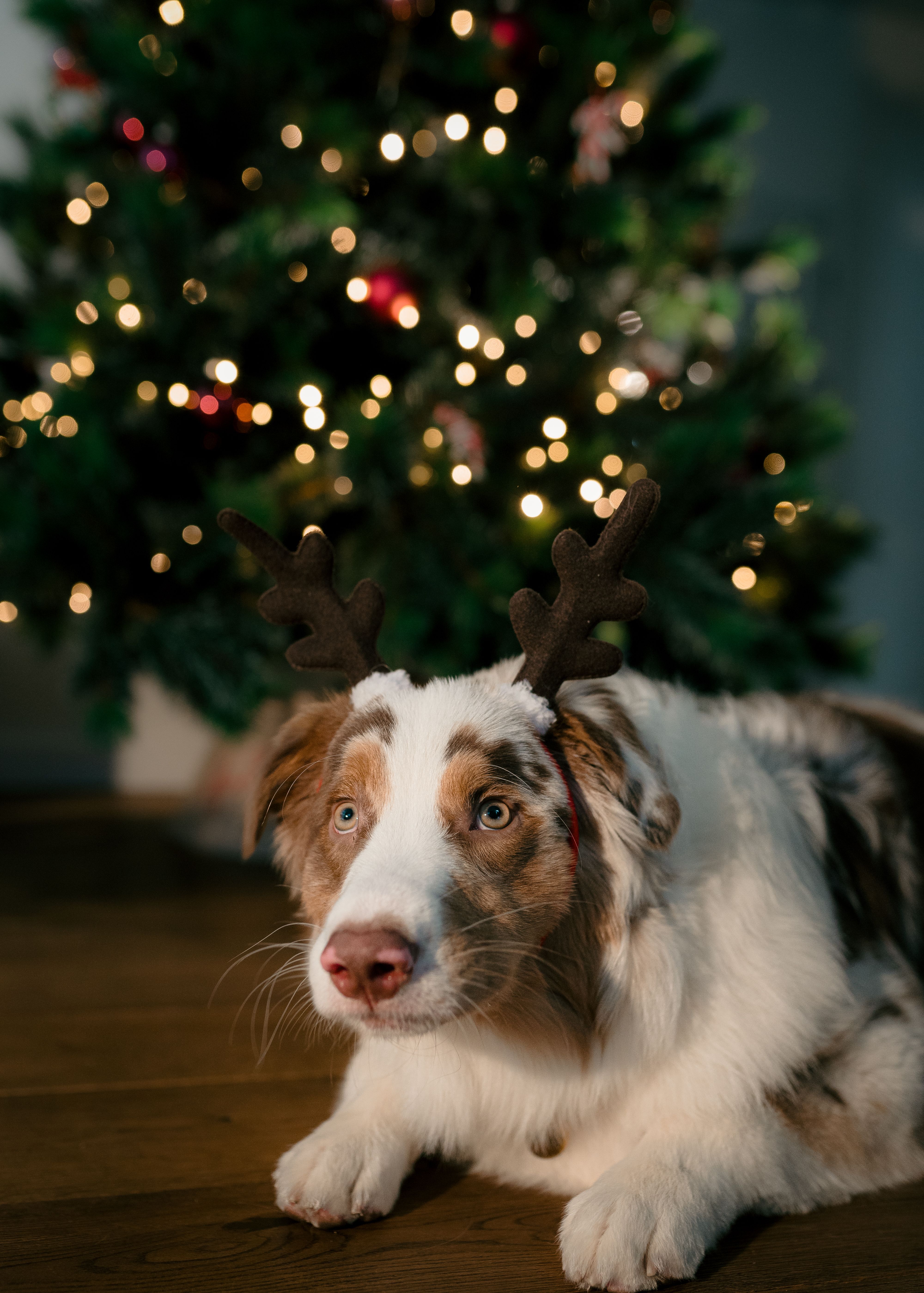 Australian Shepherd Dog with Antlers by Christmas Tree · Free Stock Photo