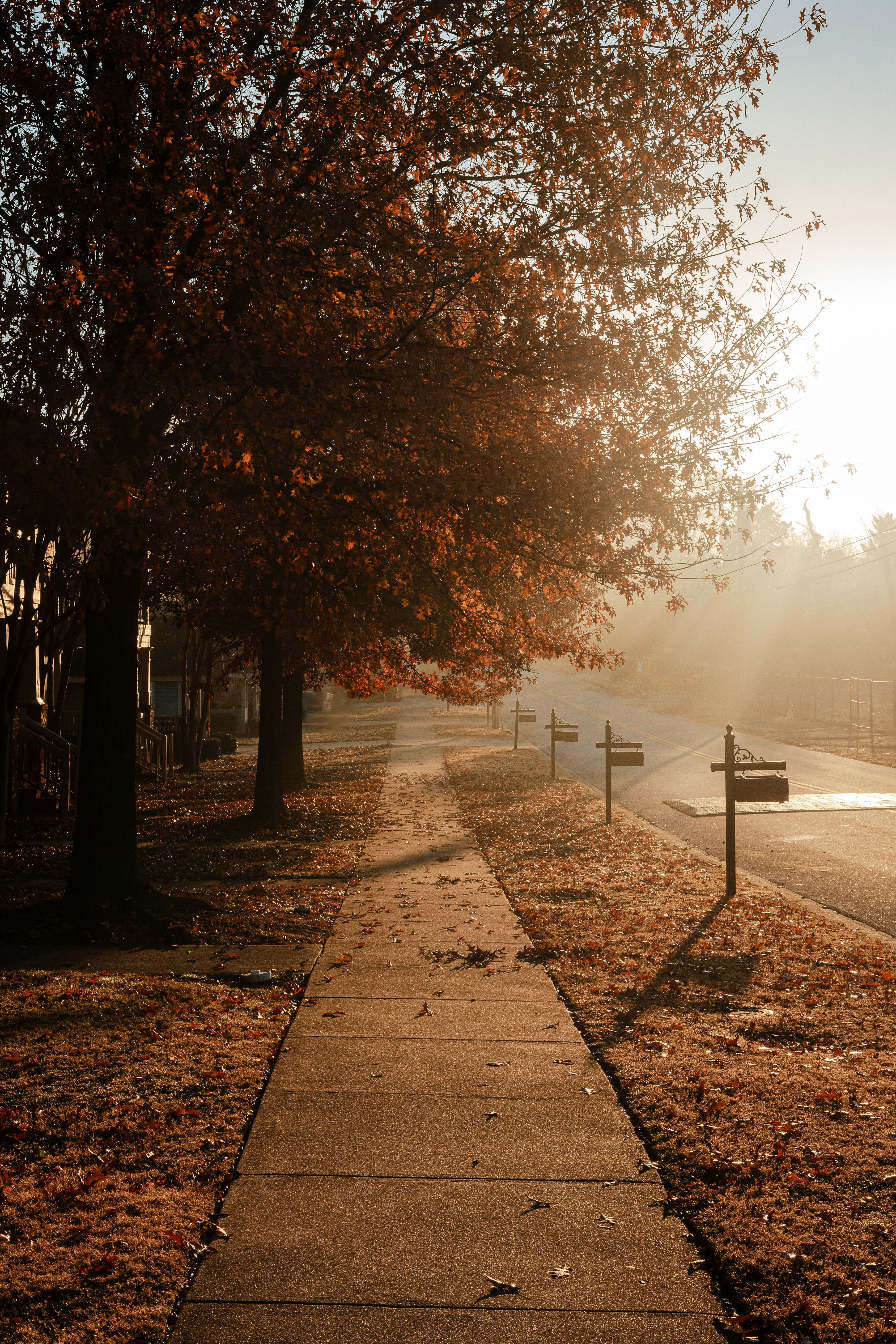 Sidewalk Along Autumn Trees in Greenville, SC · Free Stock Photo