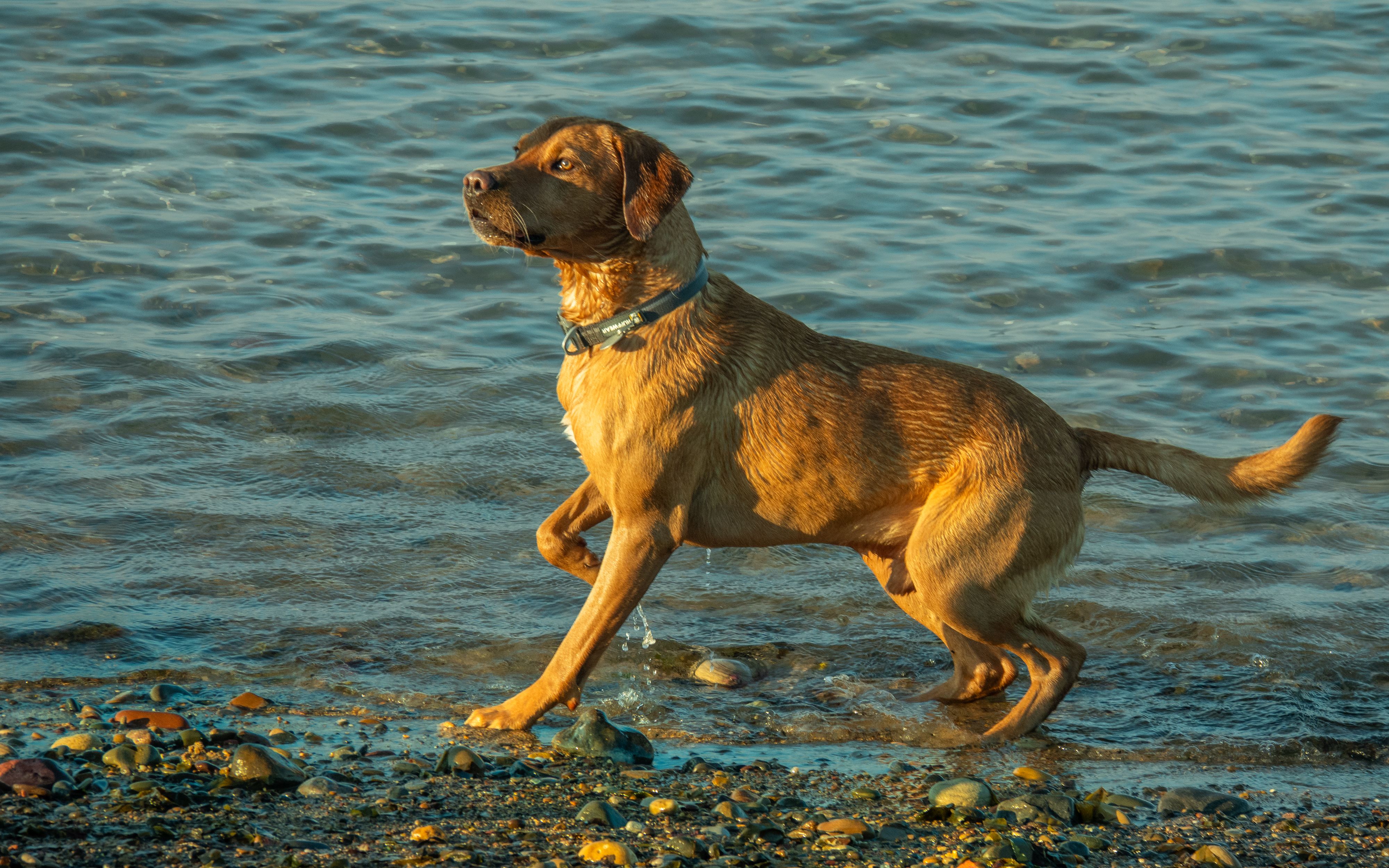 Brown Dog Playing in the Water at the Beach · Free Stock Photo