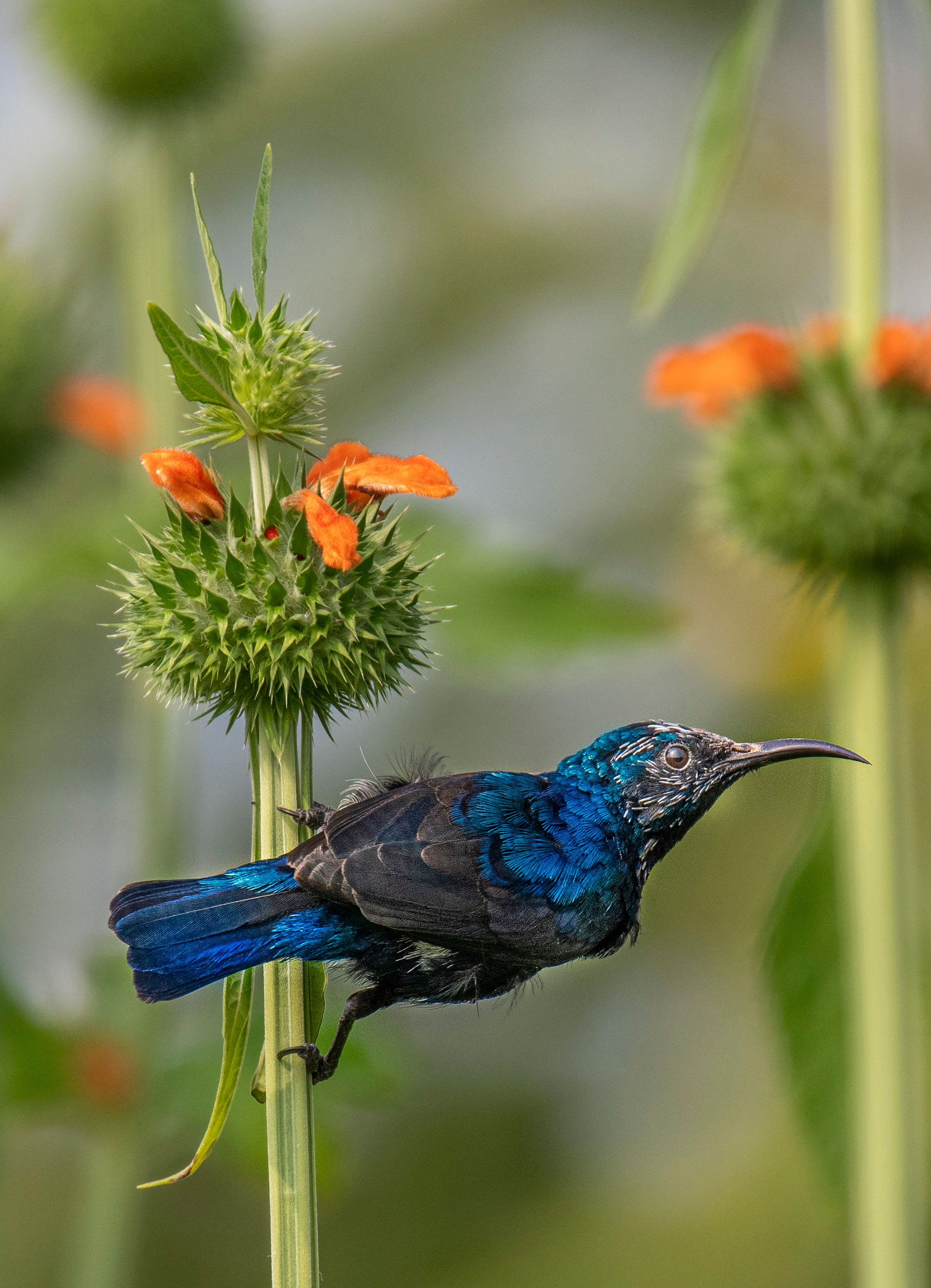 Vibrant Blue Sunbird on Greenery and Blossoms · Free Stock Photo