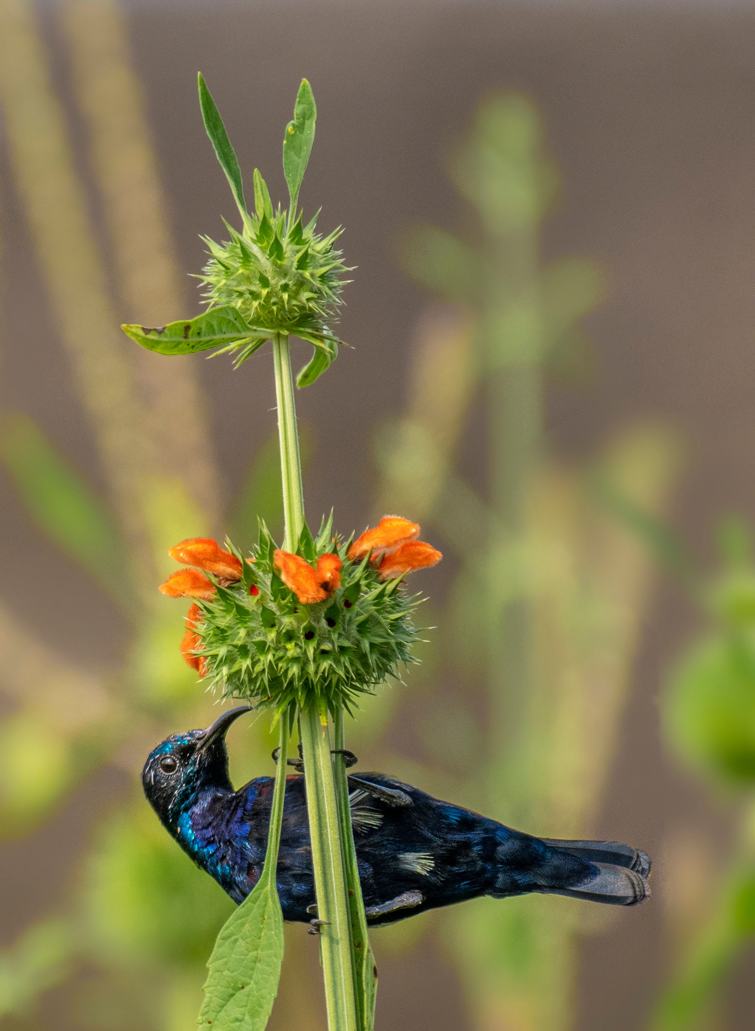 Vibrant Sunbird Pollinating Wildflower Outdoors · Free Stock Photo