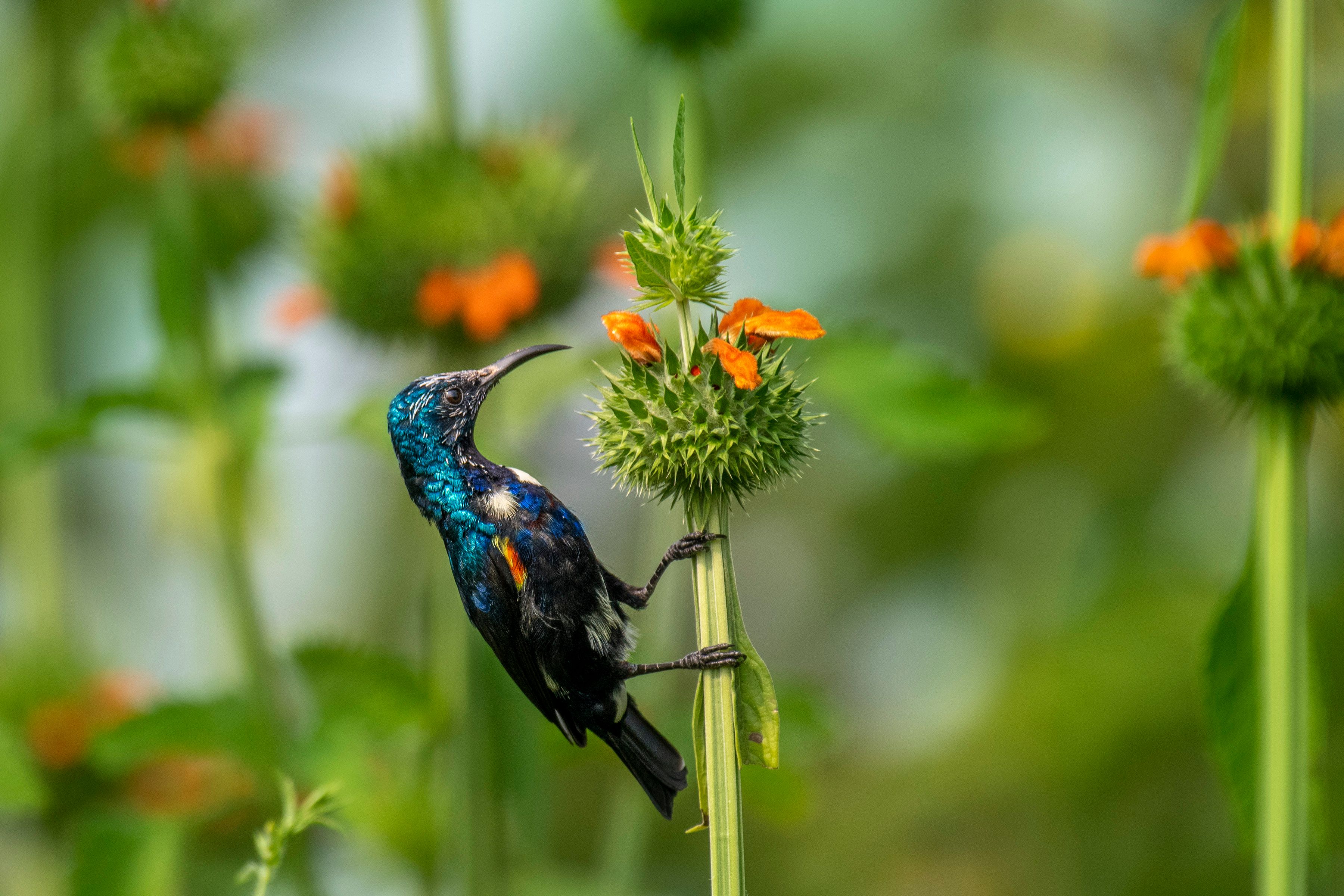Vibrant Sunbird Perched on Leucas Plant · Free Stock Photo