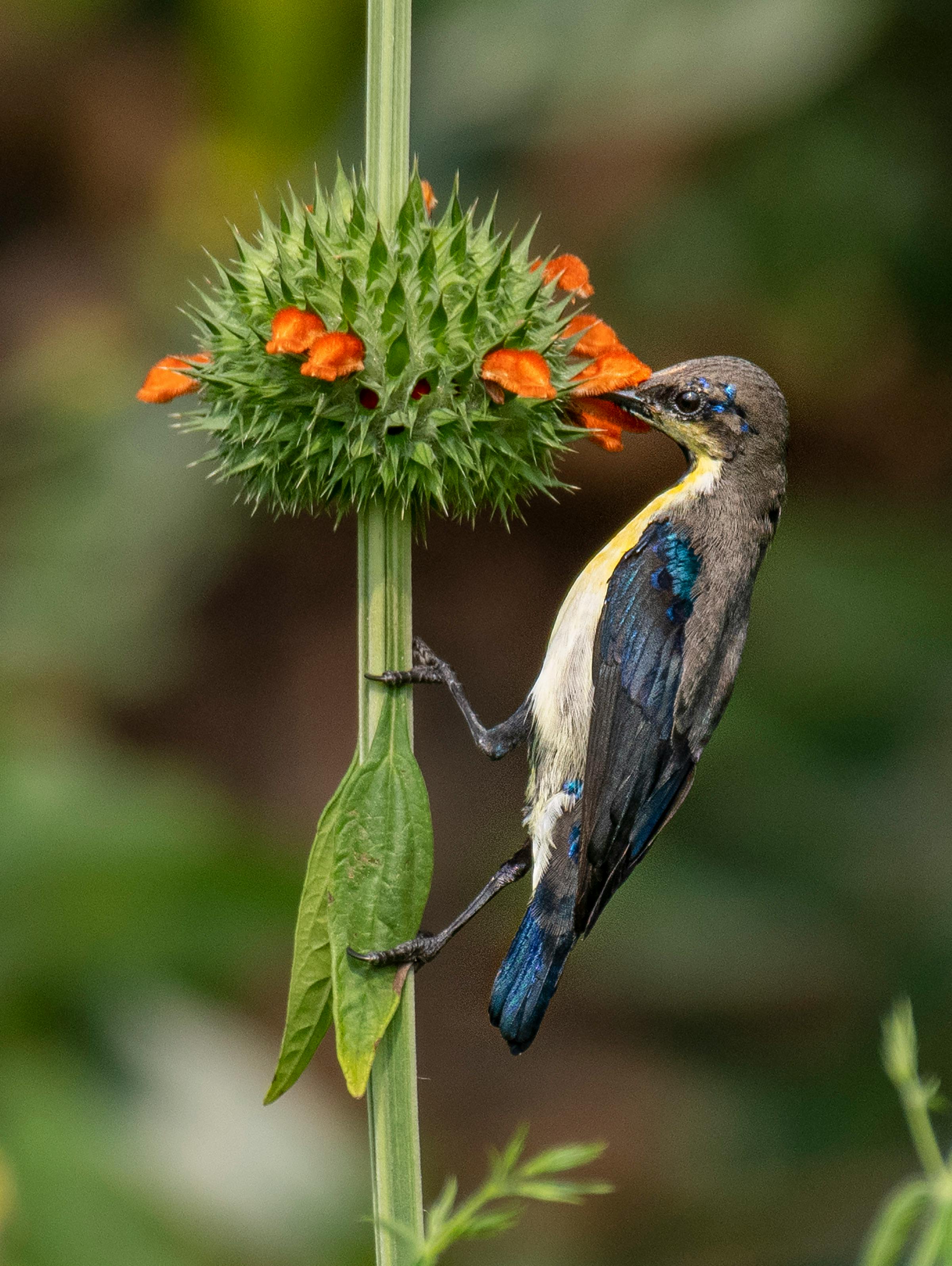 Colorful bird feeding on vibrant spiky flower · Free Stock Photo