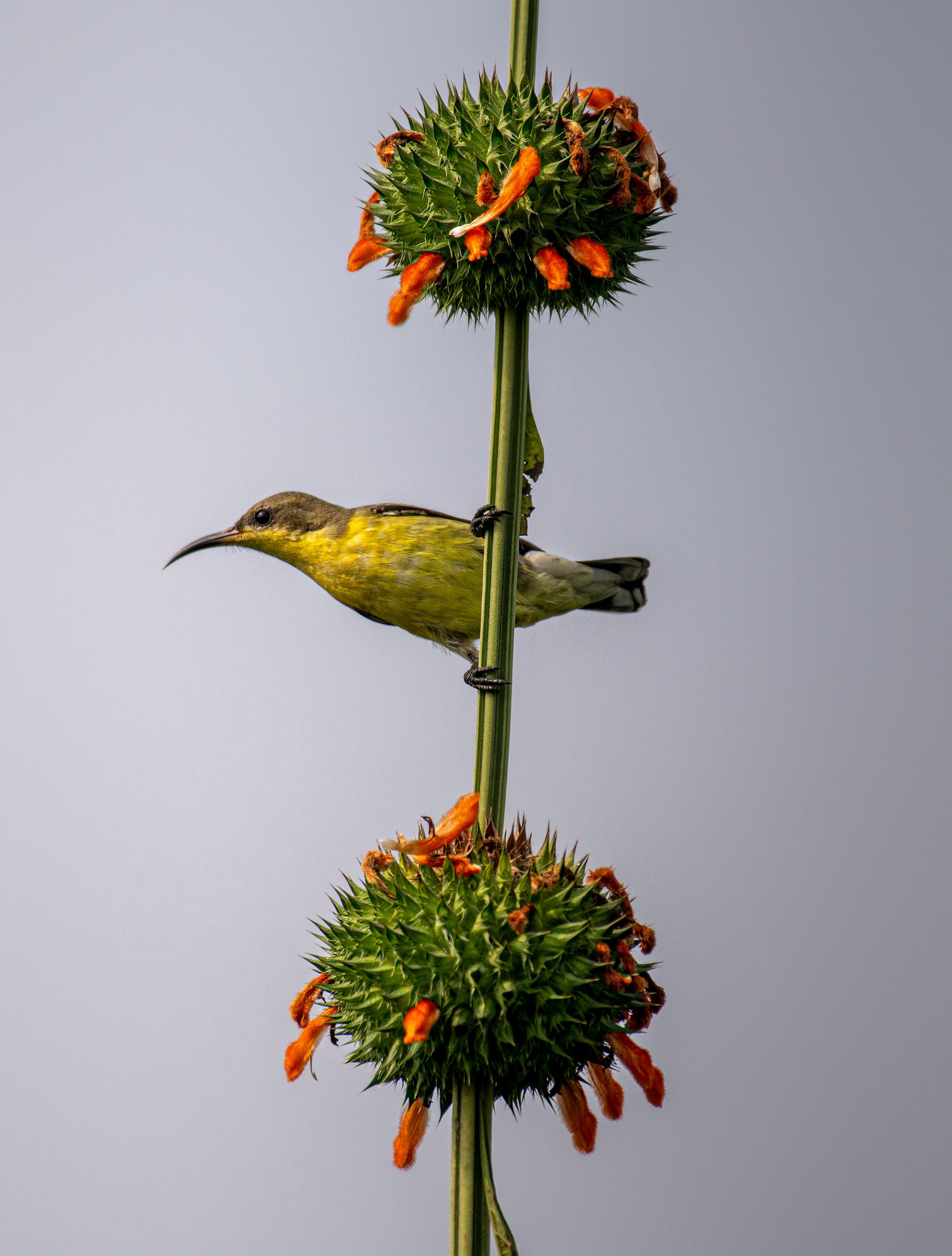 Colorful Sunbird on Spiky Plant Stem · Free Stock Photo
