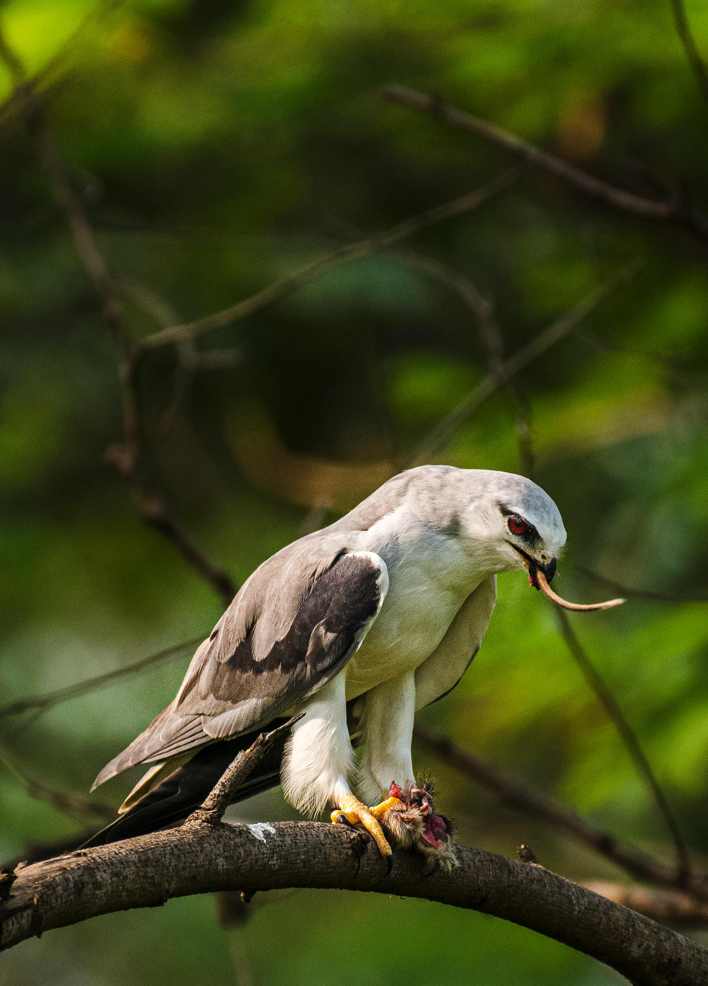Black-winged Kite Eating Prey on Tree Branch · Free Stock Photo