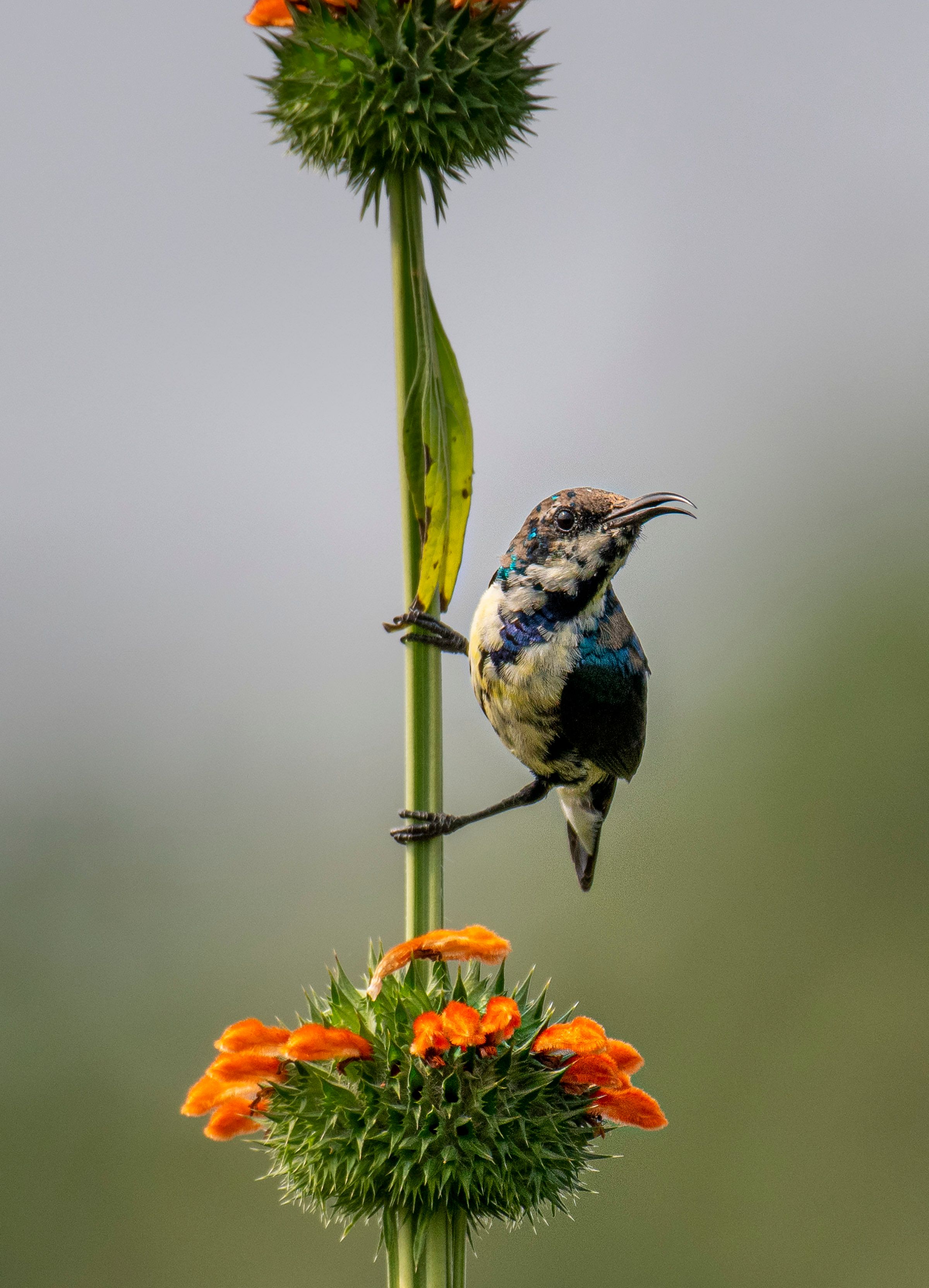 Sunbird perched on vibrant Leonotis plant · Free Stock Photo