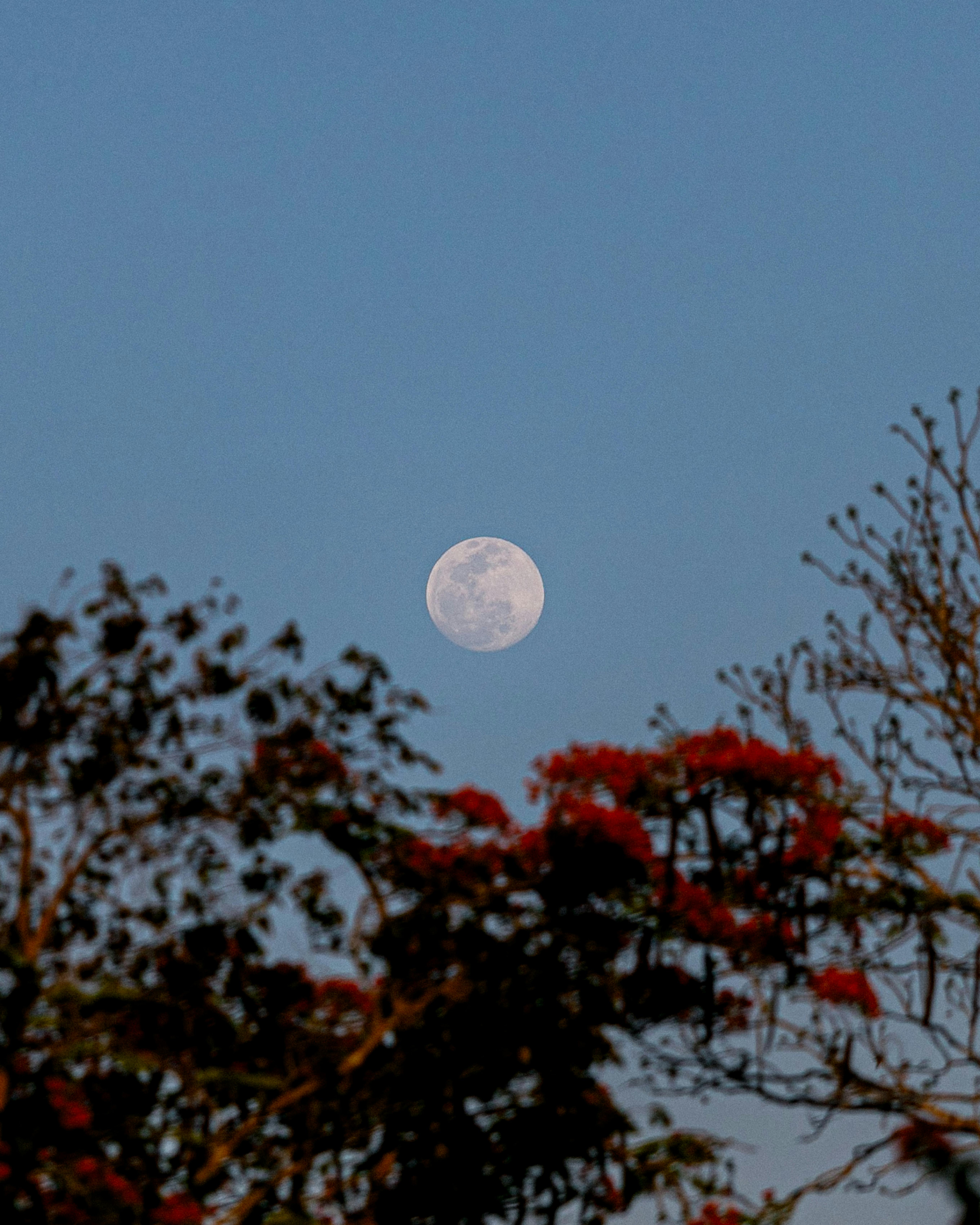 Moon Rising Over Trees in Chenché de las Torres · Free Stock Photo