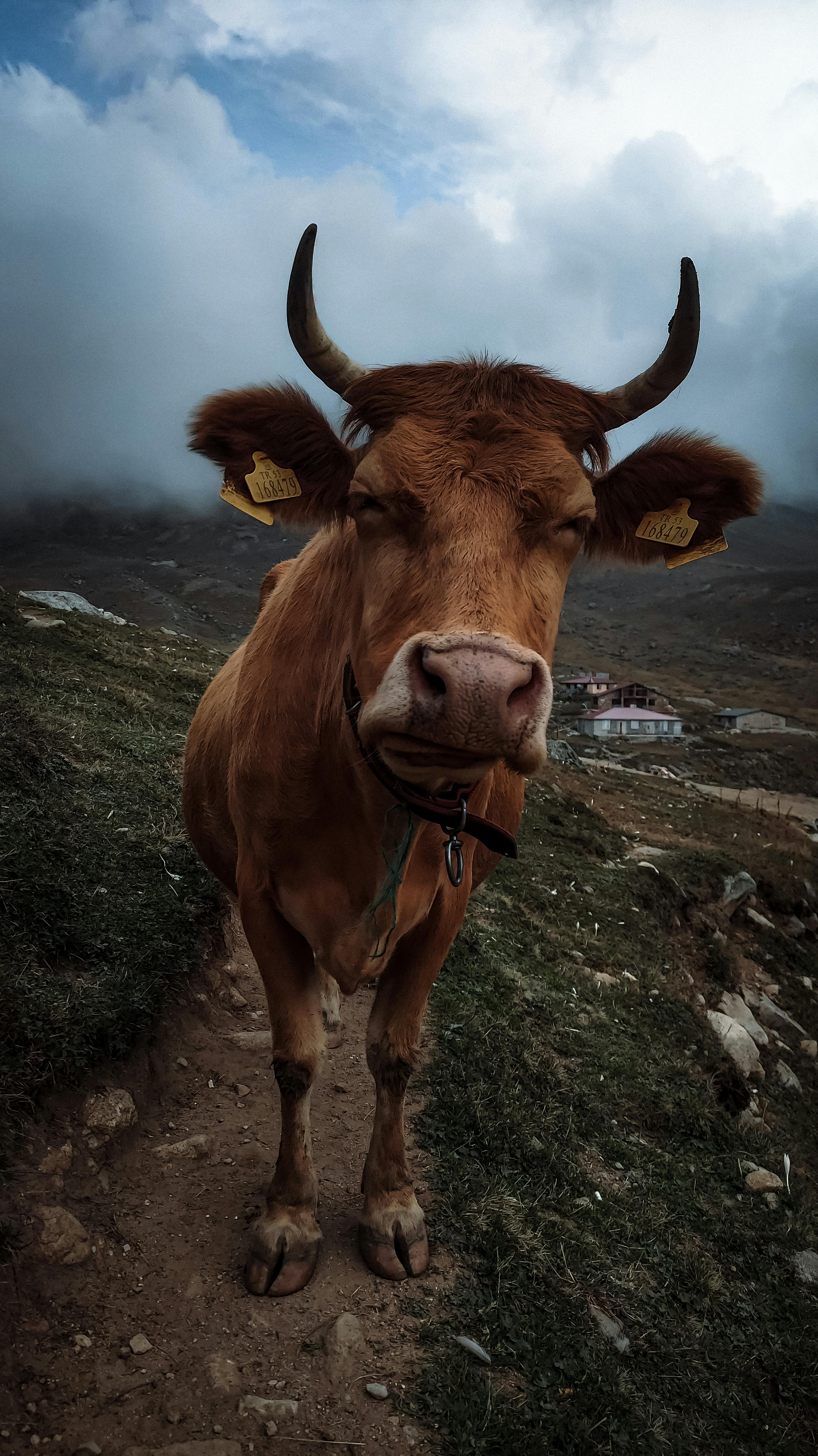 Close Up Sapi Coklat Di Lanskap Pegunungan · Foto Stok Gratis