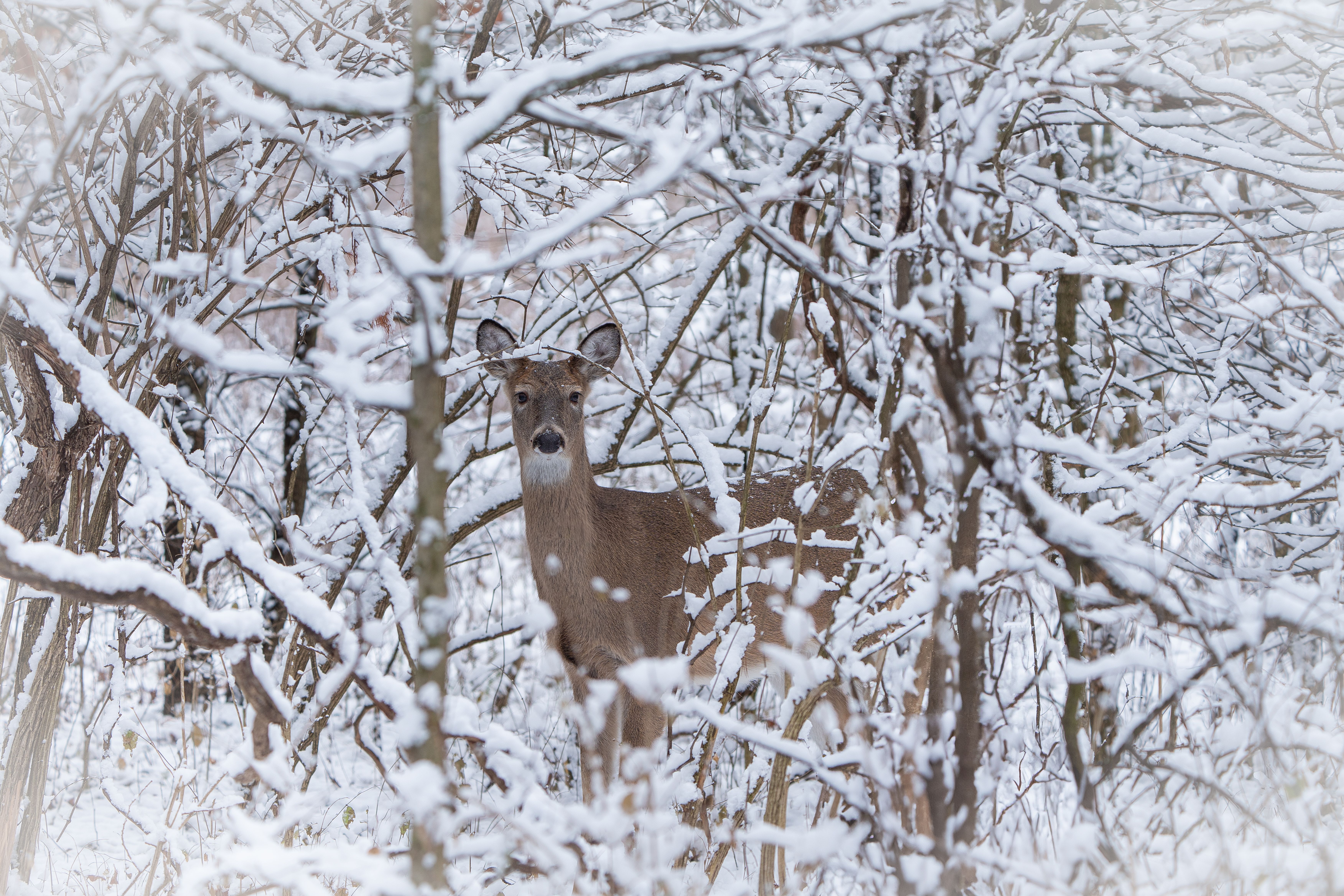 Deer in Snowy Woodland Winter Scene · Free Stock Photo
