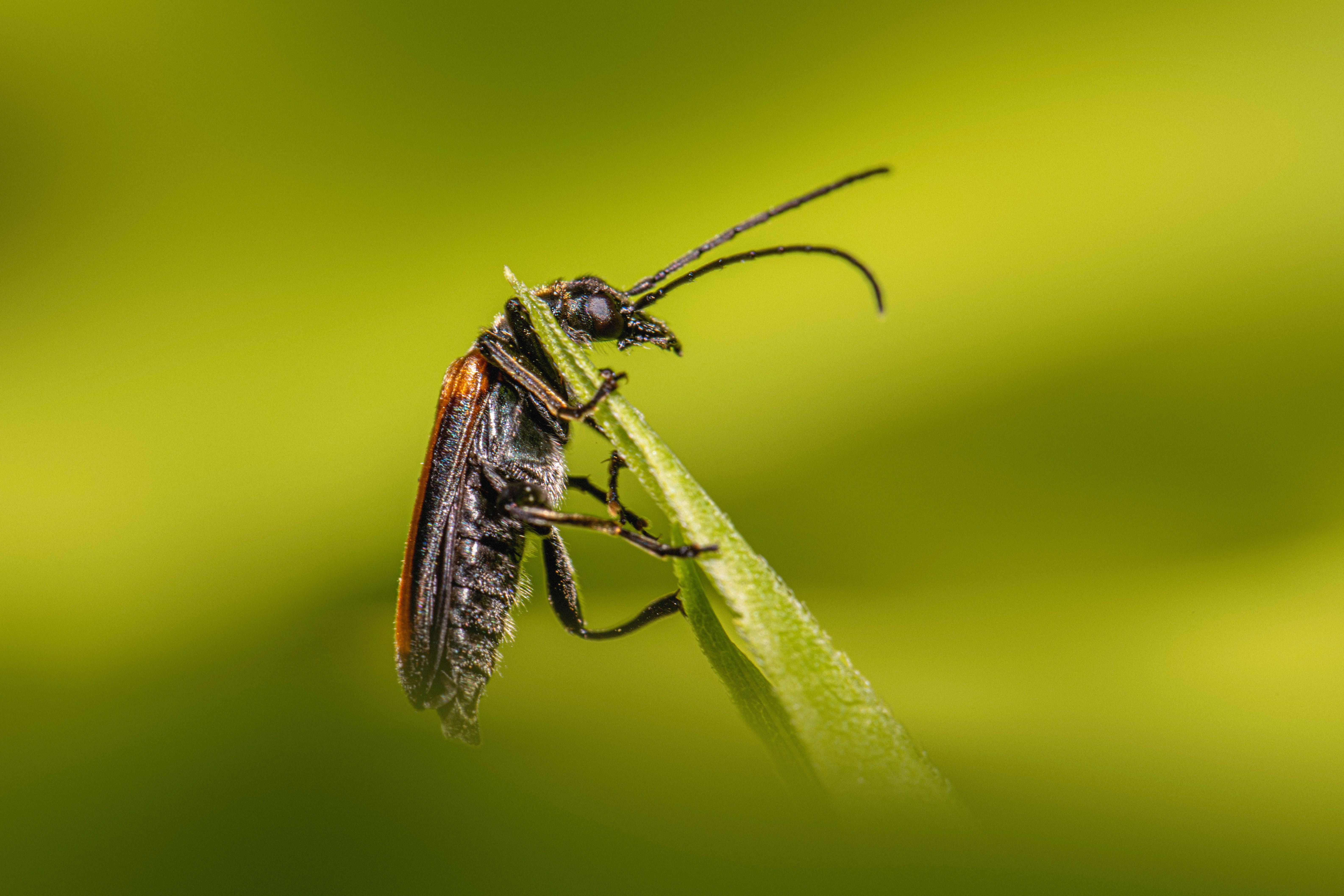Close-up of a False Blister Beetle on Leaf · Free Stock Photo