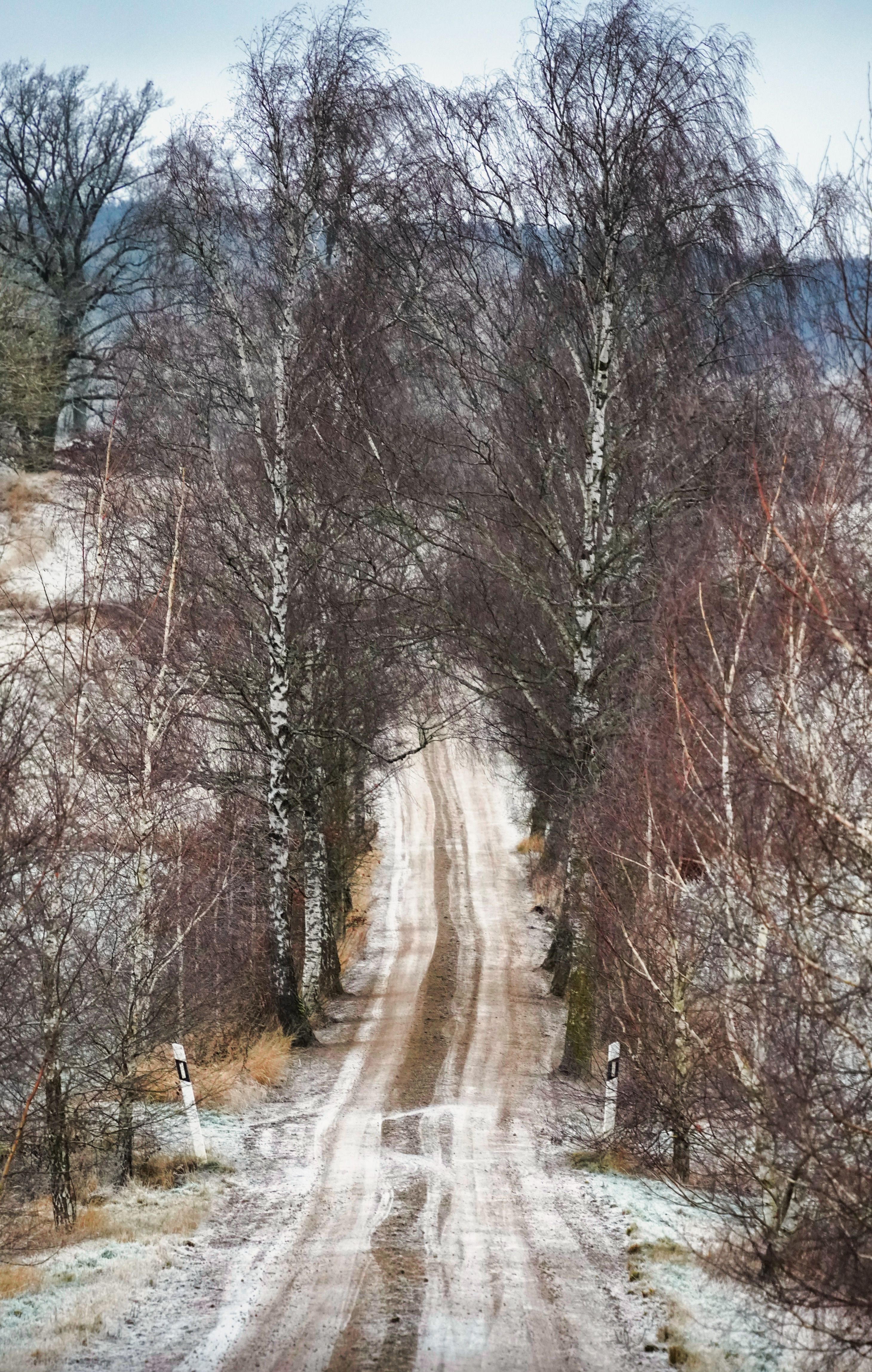 Snow-dusted Rural Path Lined with Birch Trees in Winter · Free Stock Photo