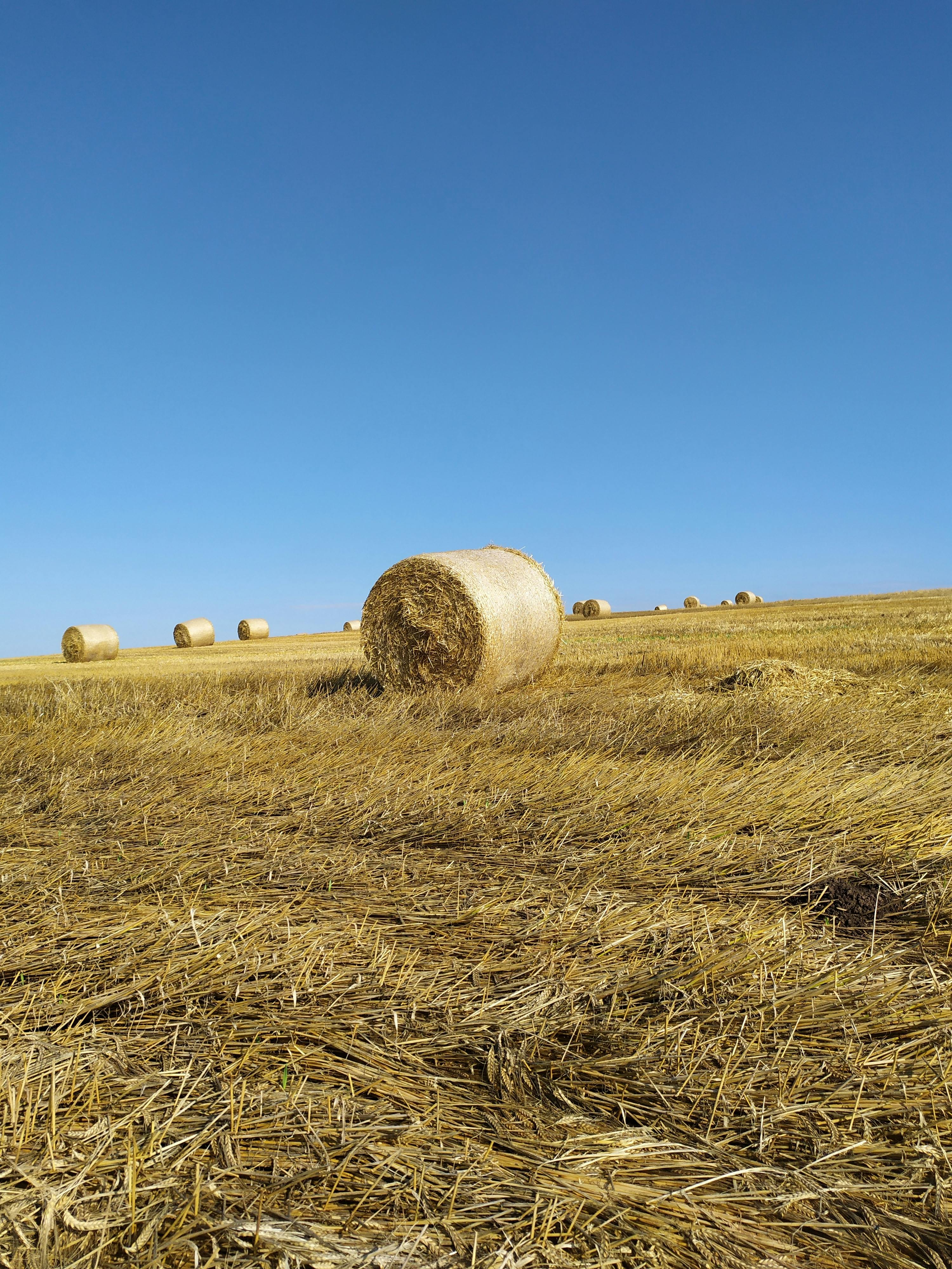 Strandfamilj Farm Gimp Photos, Download The BEST Free Strandfamilj Farm ...