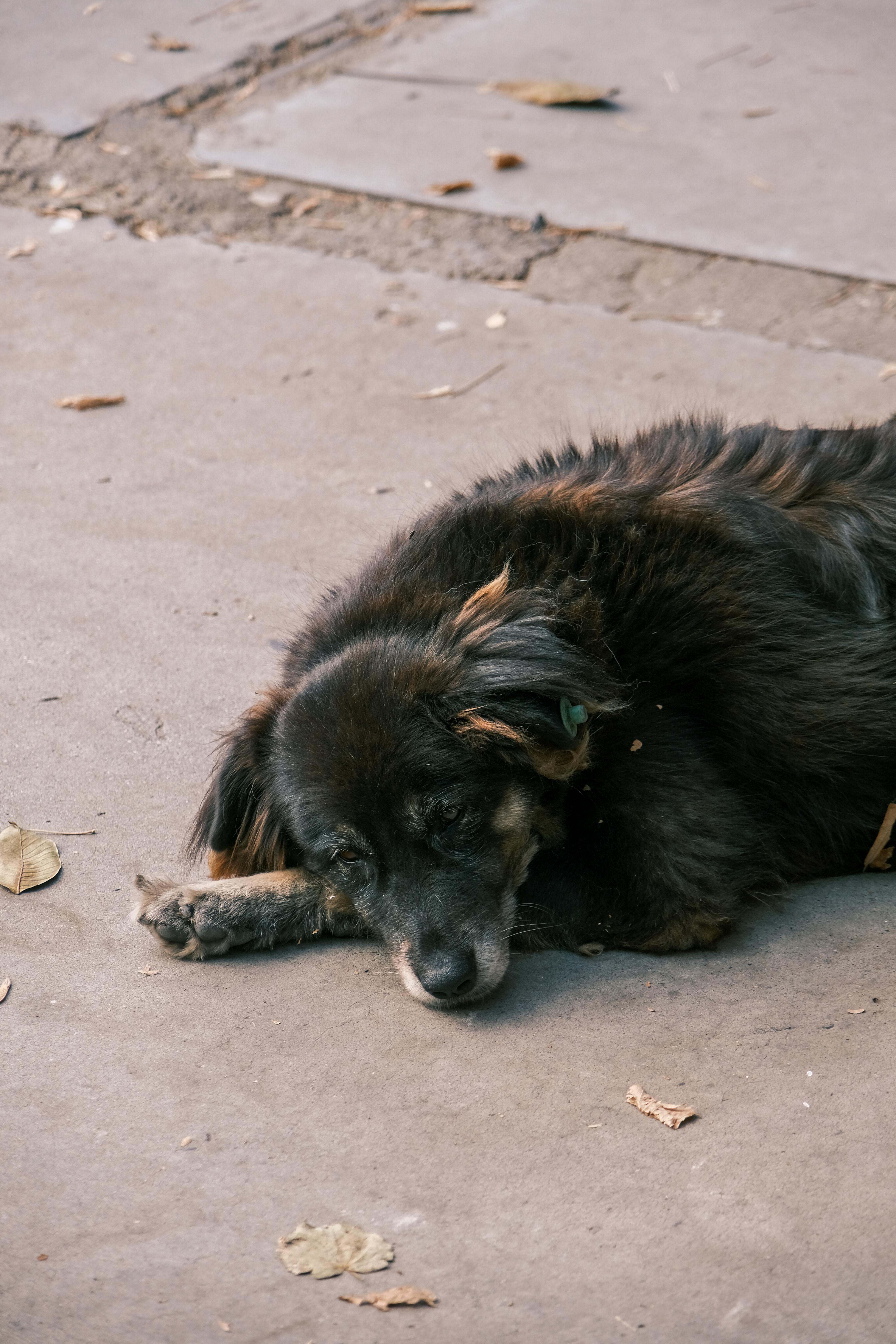 Resting Stray Dog on Pavement in Autumn · Free Stock Photo