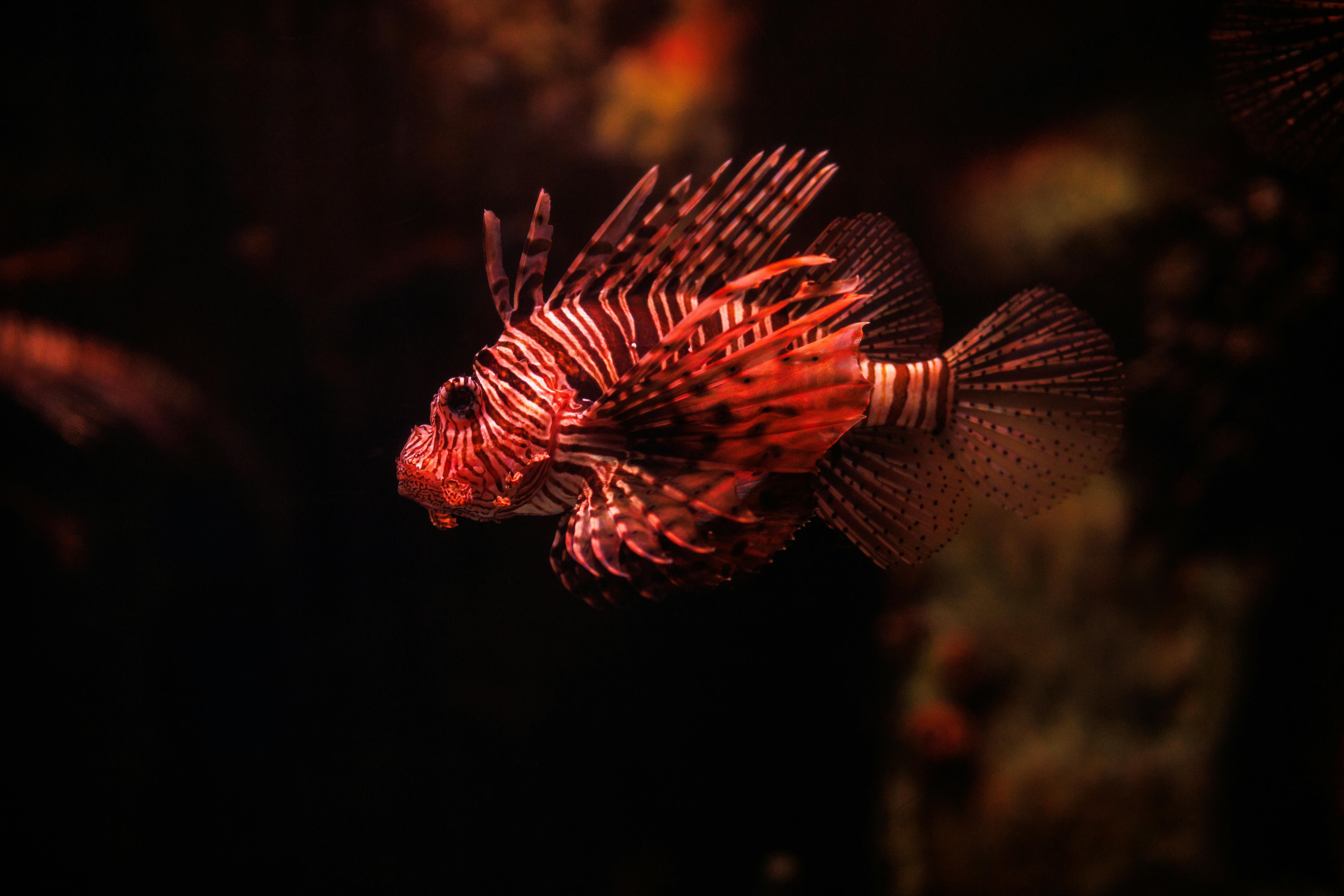 Stunning Underwater Red Lionfish Close-Up · Free Stock Photo