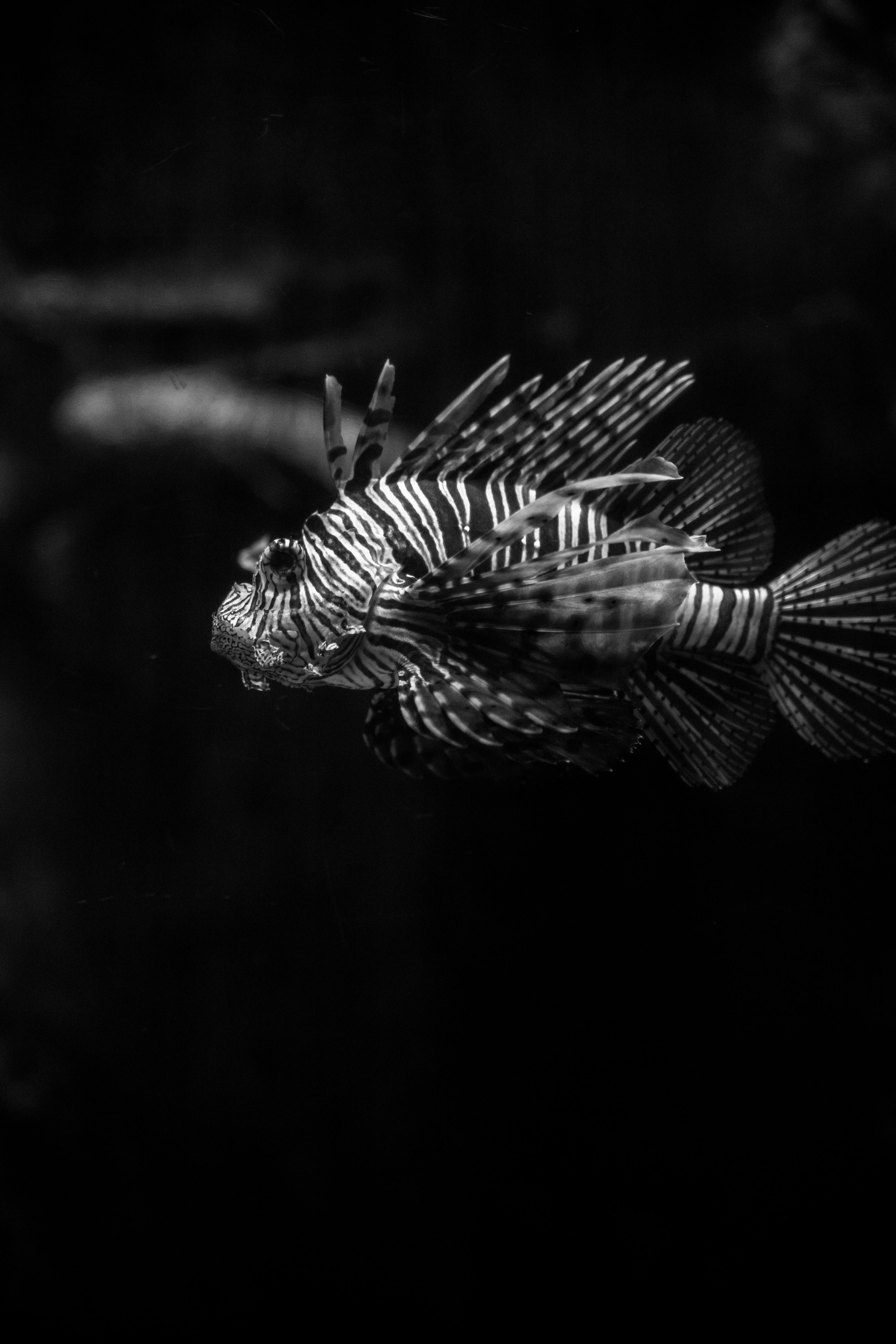 Striking Black and White Lionfish Underwater · Free Stock Photo