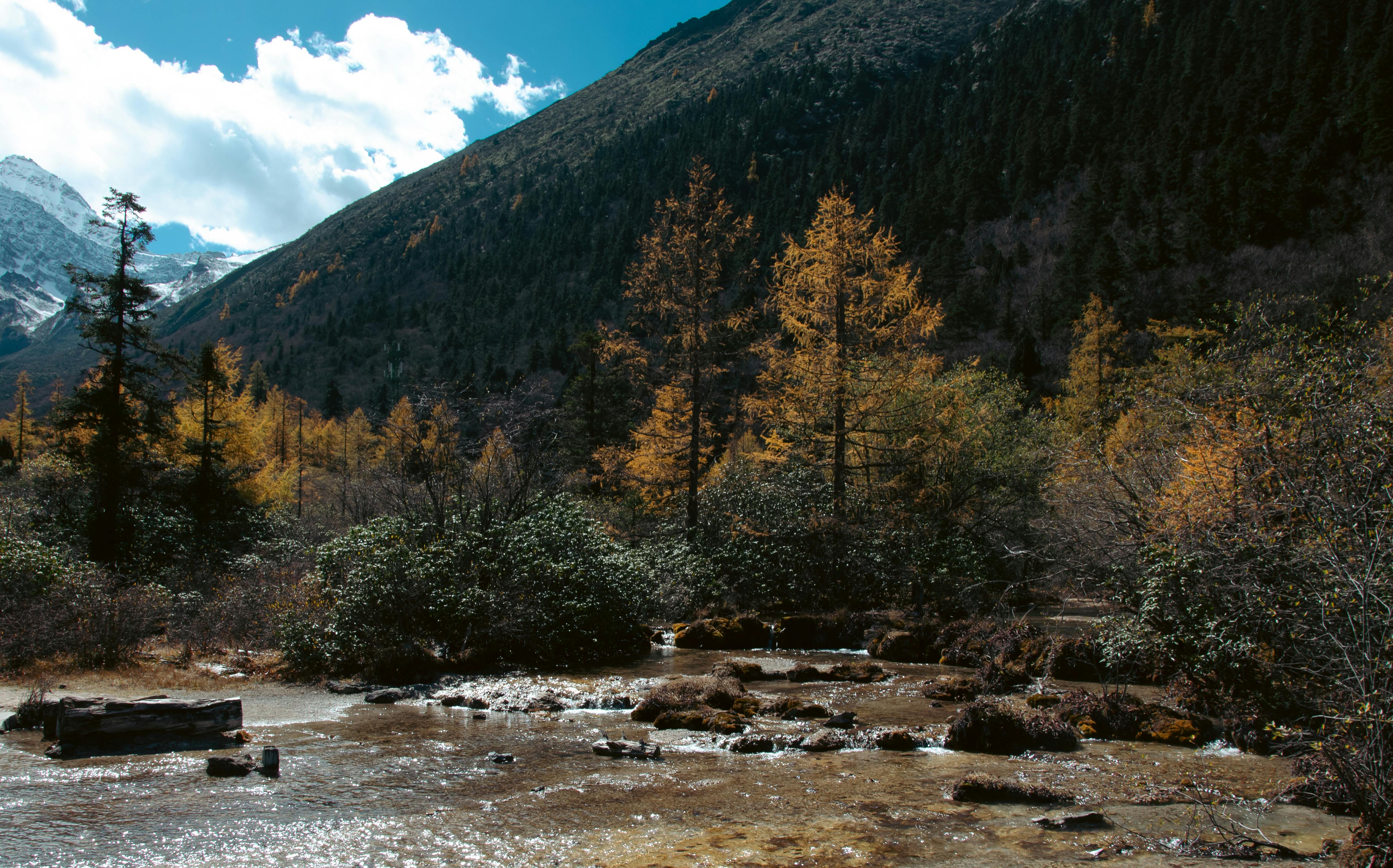 Autumn Scenic Mountain Stream with Pine Trees · Free Stock Photo