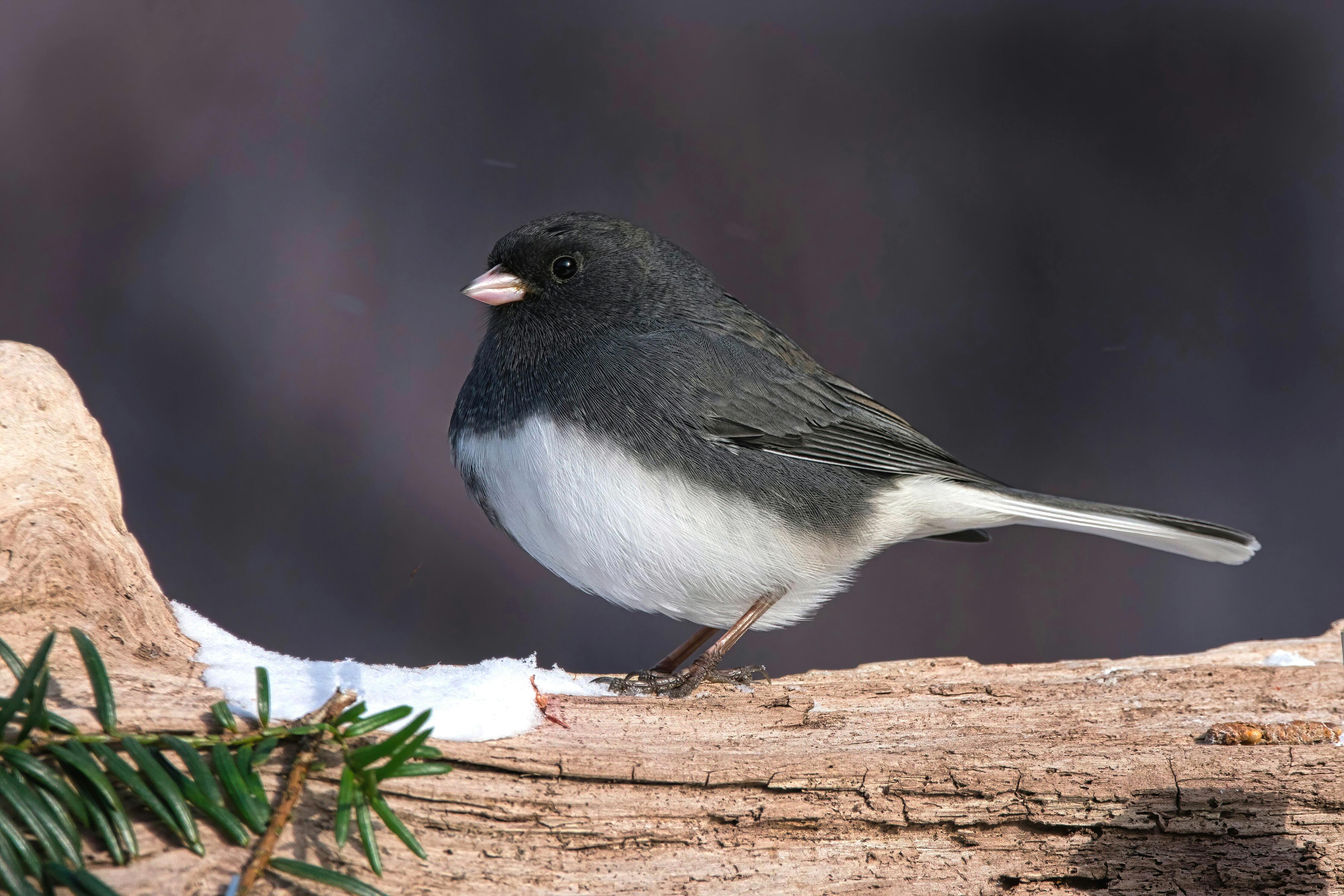 Dark-eyed Junco Perched on Snowy Log in Winter · Free Stock Photo
