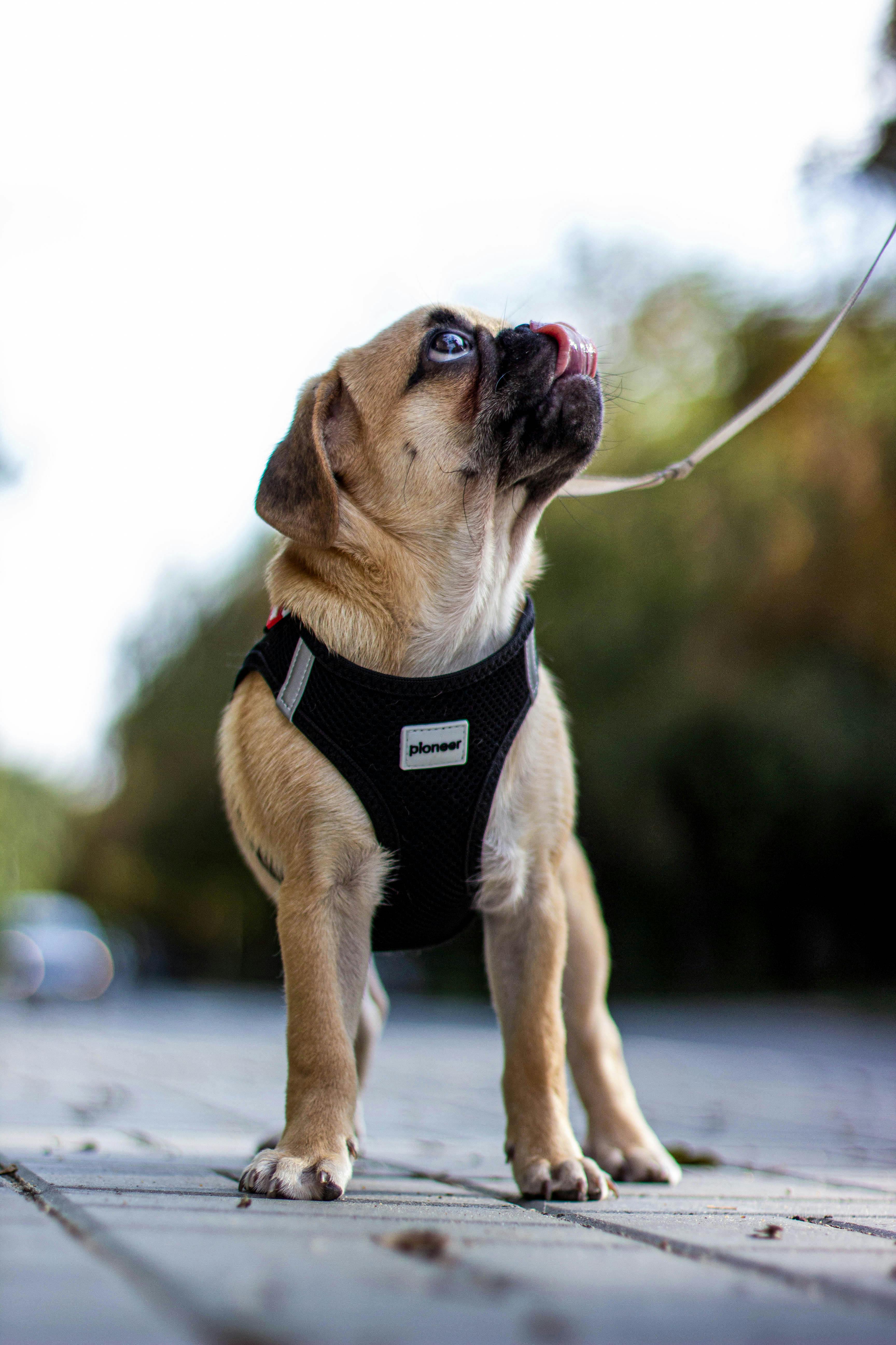 Close-up Photography of Fawn Pug Covered With Brown Cloth · Free Stock ...