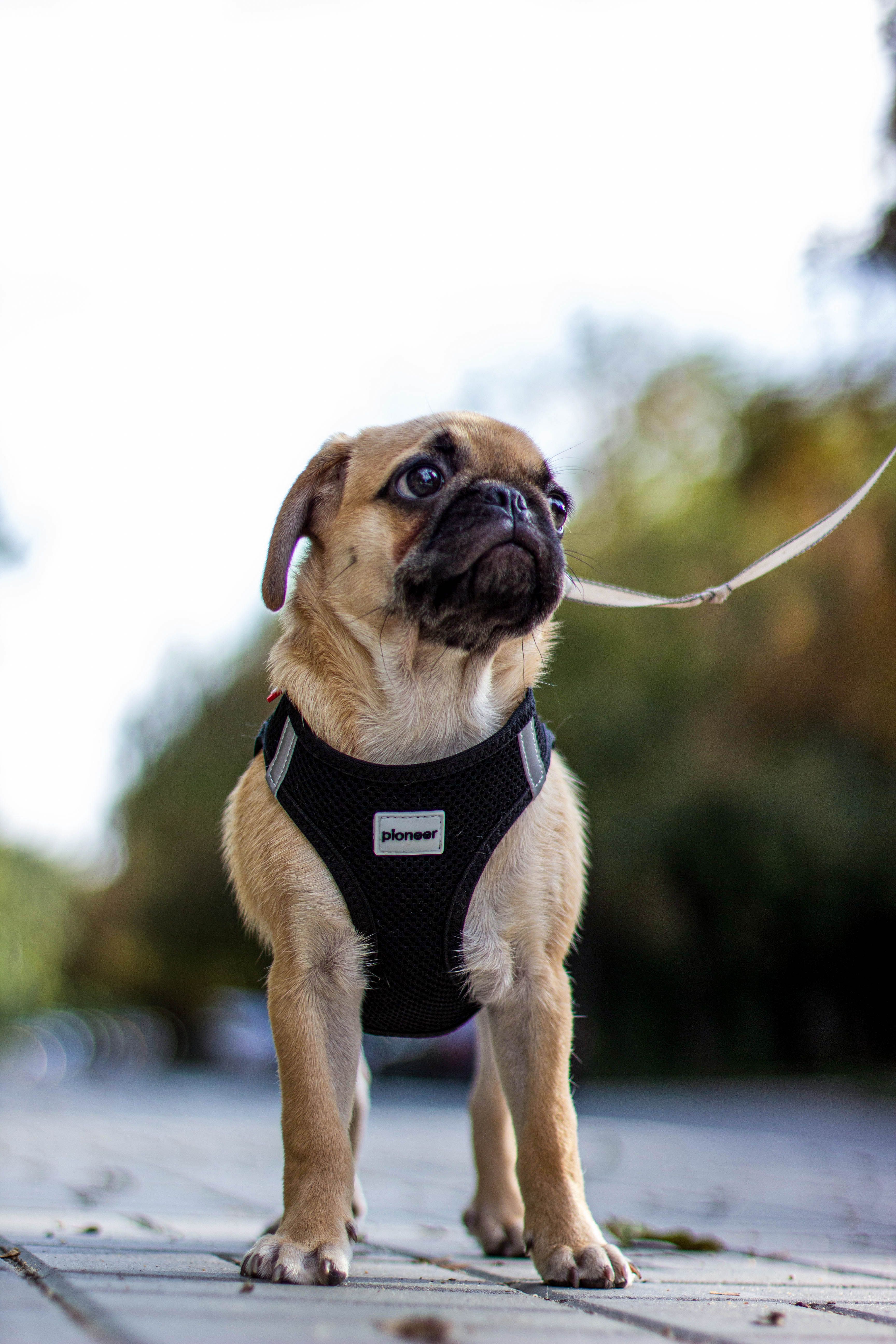 Charming Pug Puppy on a Leash Outdoors · Free Stock Photo