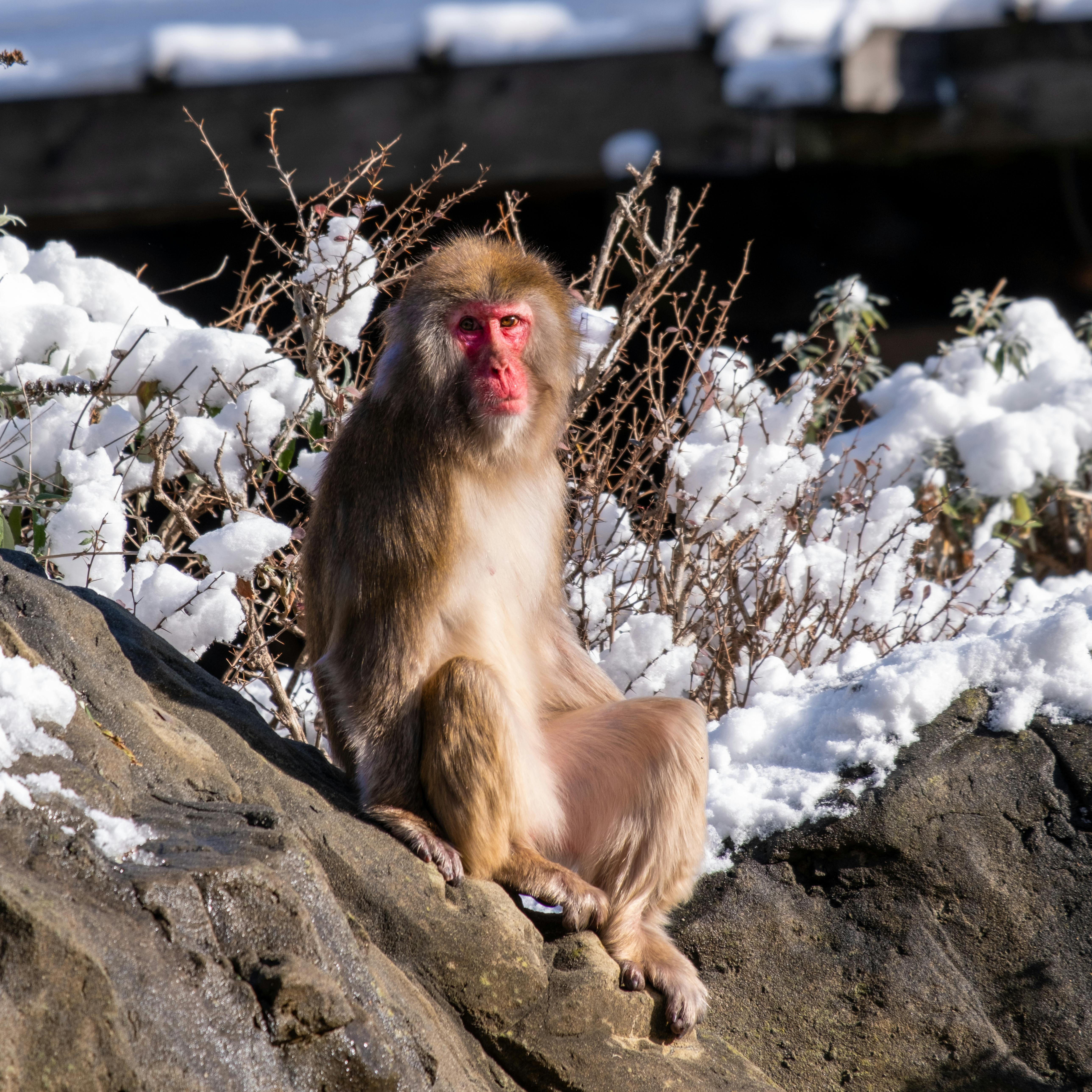 Japanese Macaque in Snowy Central Park Setting · Free Stock Photo